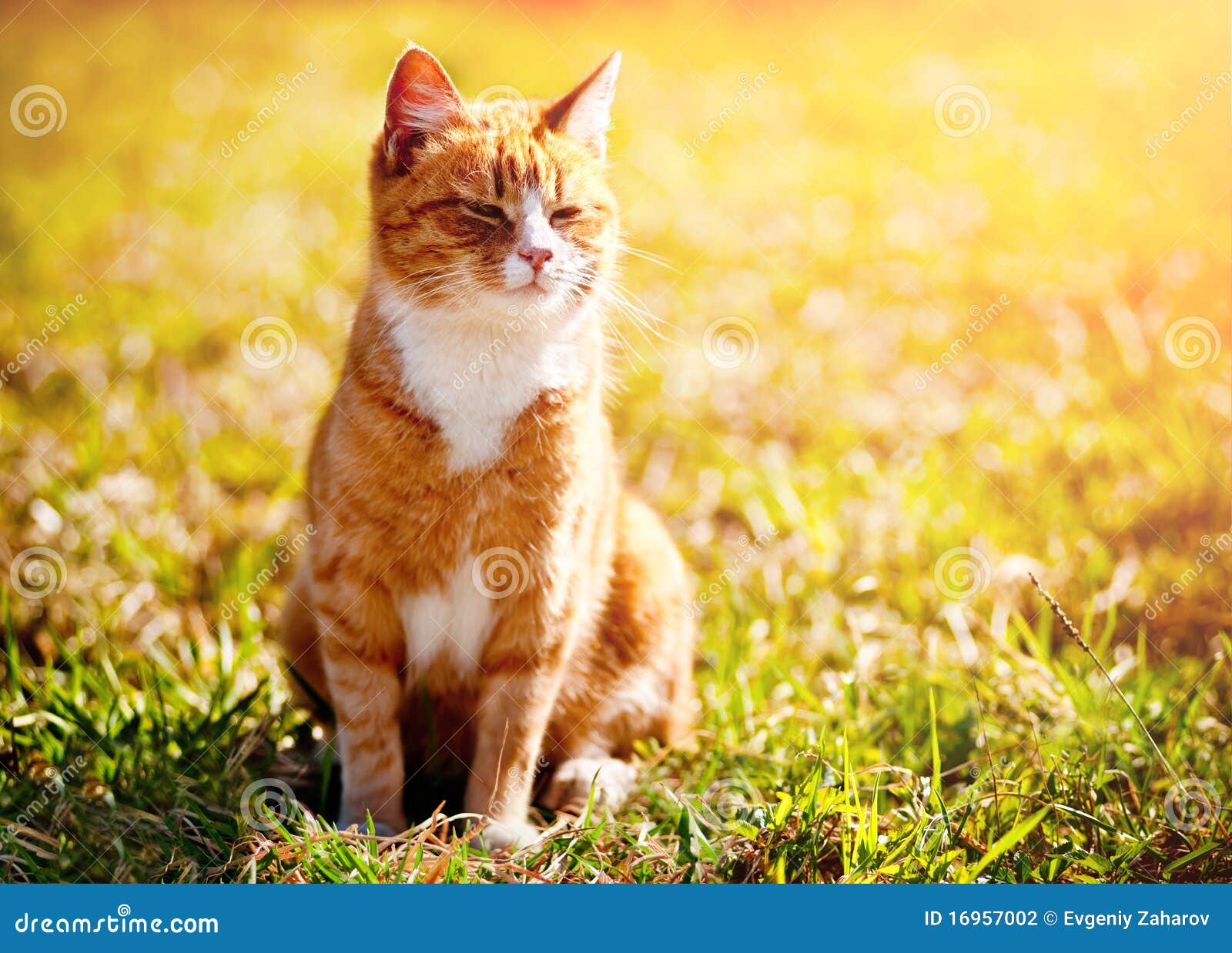 Redheaded Cat on Green Grass Stock Photo - Image of orange, animal ...