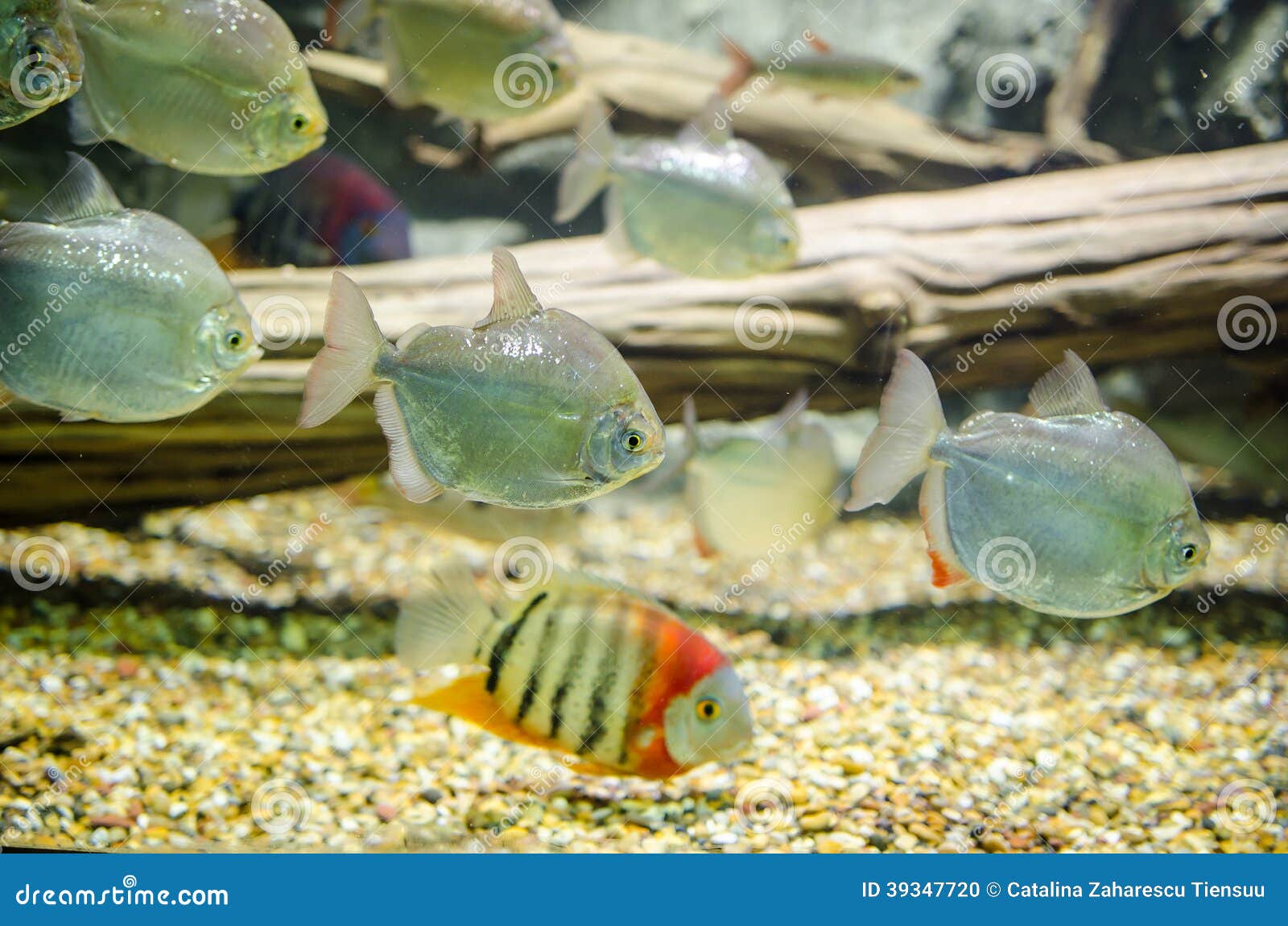 Redheaded Severum stock photo. Image of stones, cichlids - 39347720