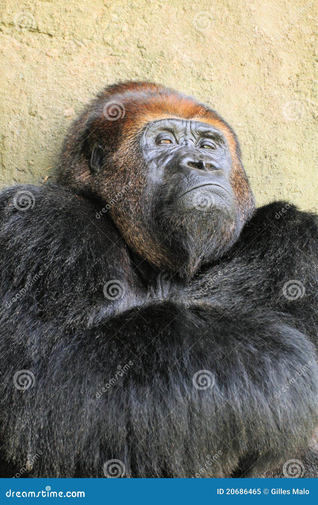 Redheaded Silverback stock image. Image of apes, florida - 20686465