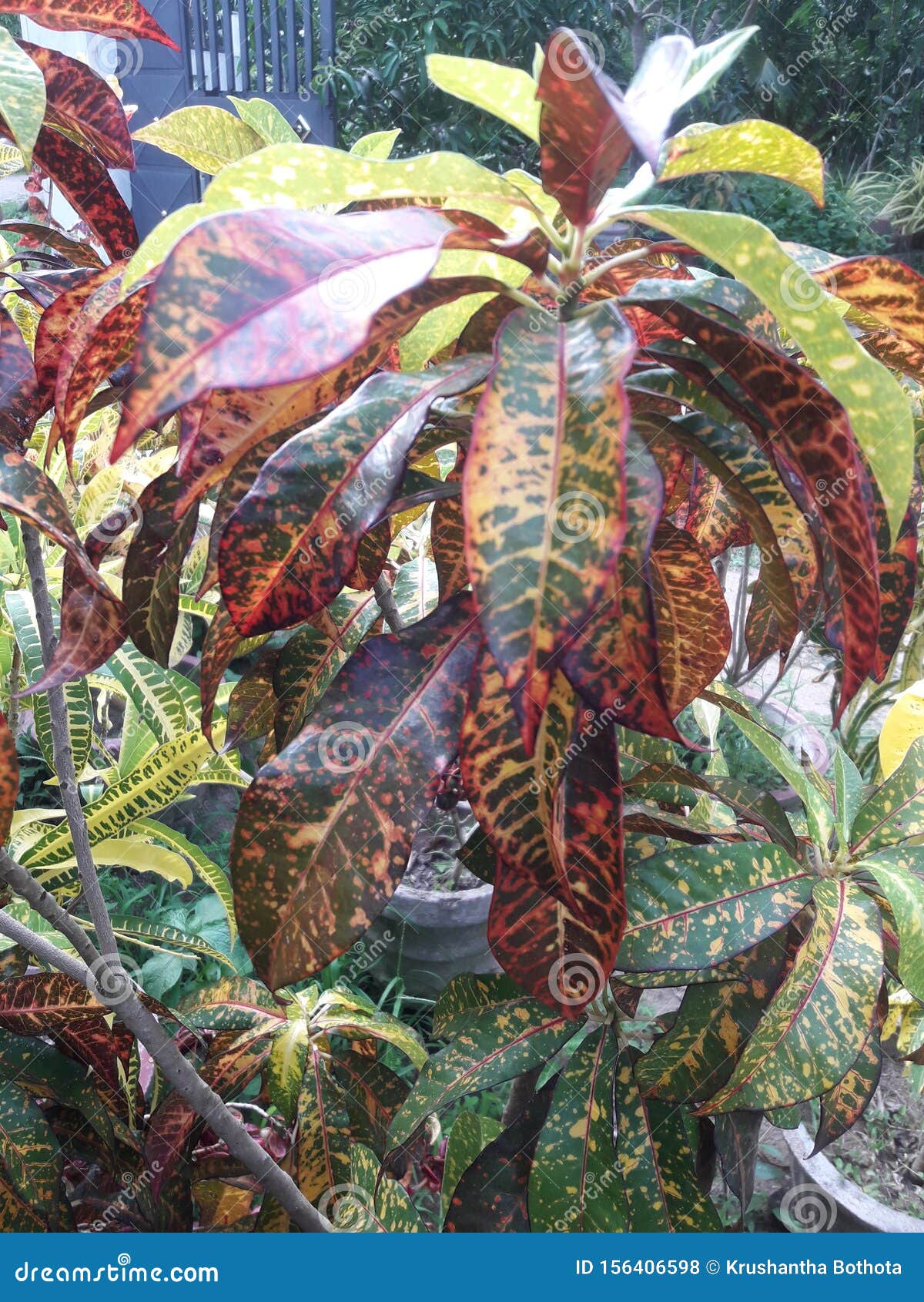 Redish Wide Small Croton Tree. Stock Photo - Image of small, wide ...