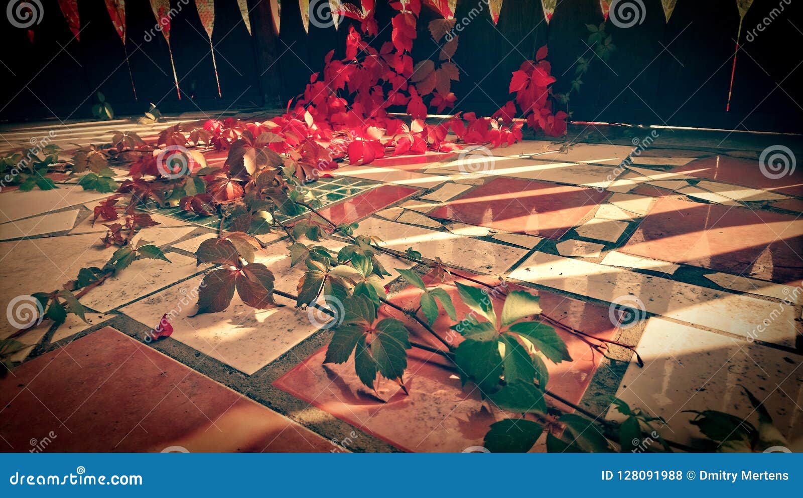 RedLeaf stock photo. Image of sunlight, grows, leaf - 128091988