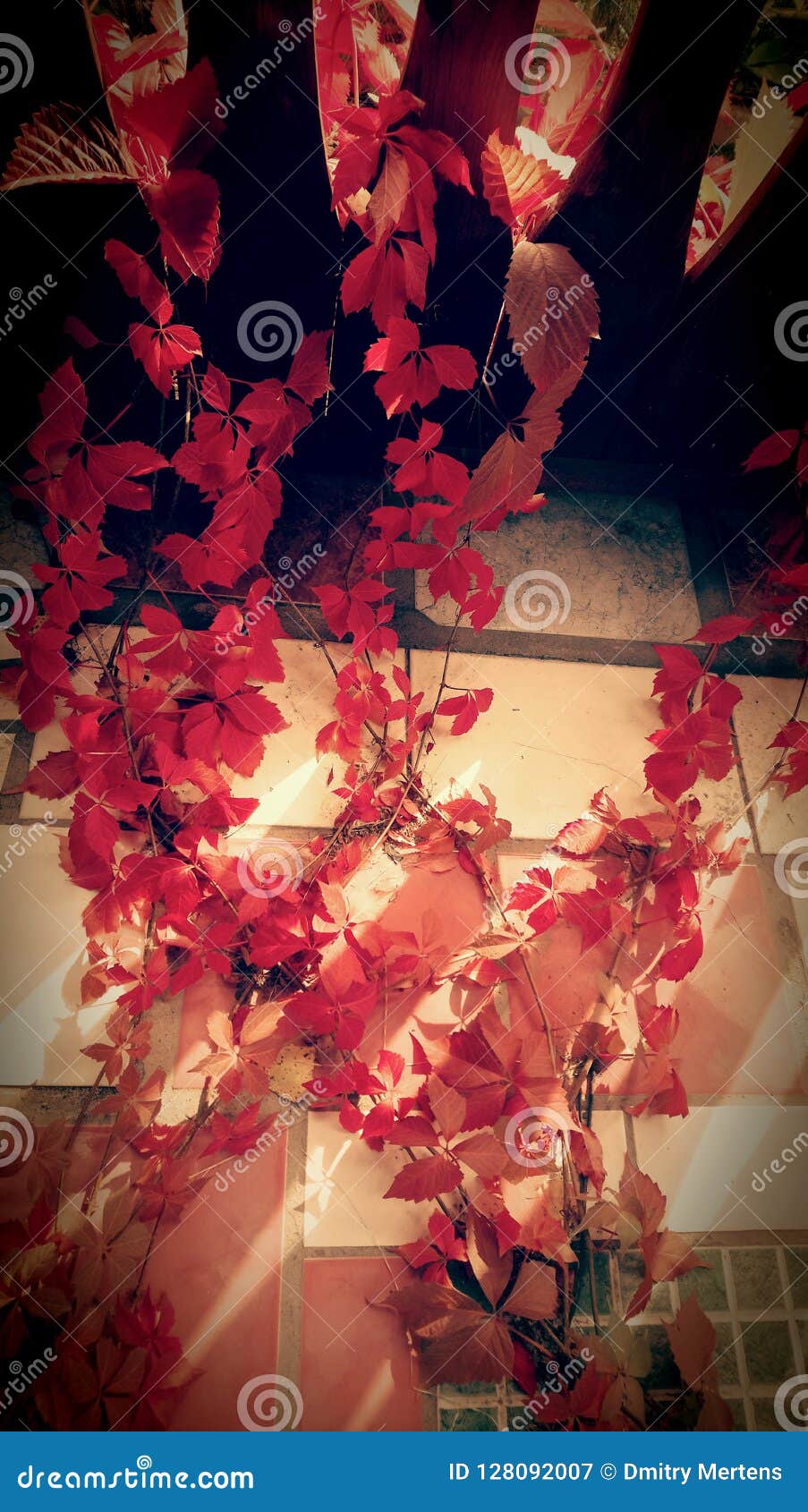 RedLeaf stock image. Image of leafs, grows, leaf, read - 128092007