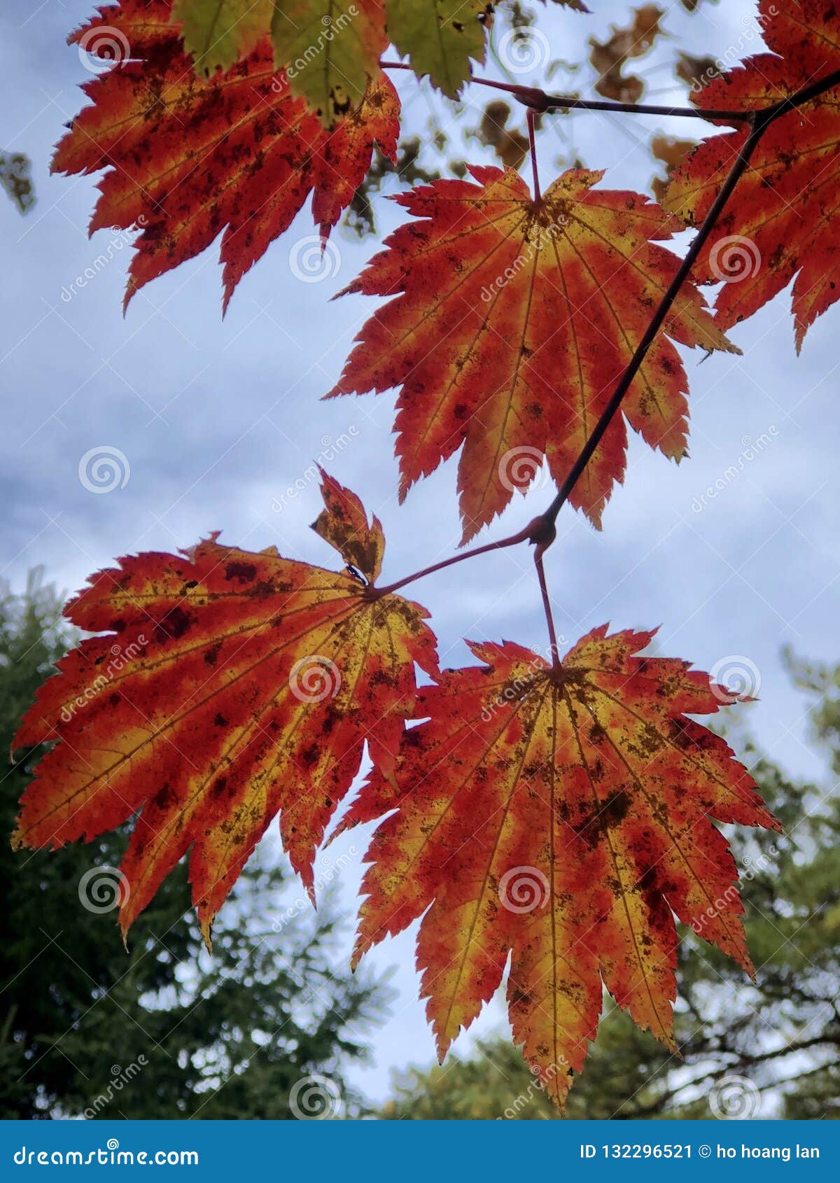 Redleaves stock image. Image of redleaves, autumn, leaves - 132296521