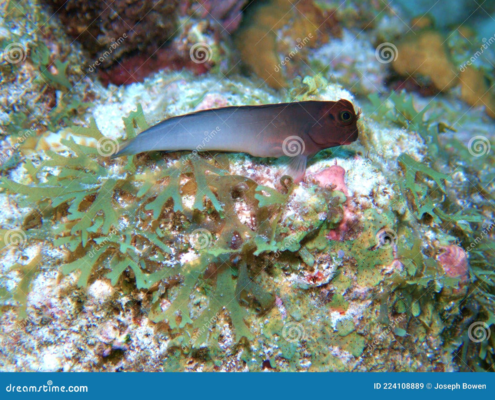 Redlipped Blenny stock image. Image of saltwater, diving - 224108889