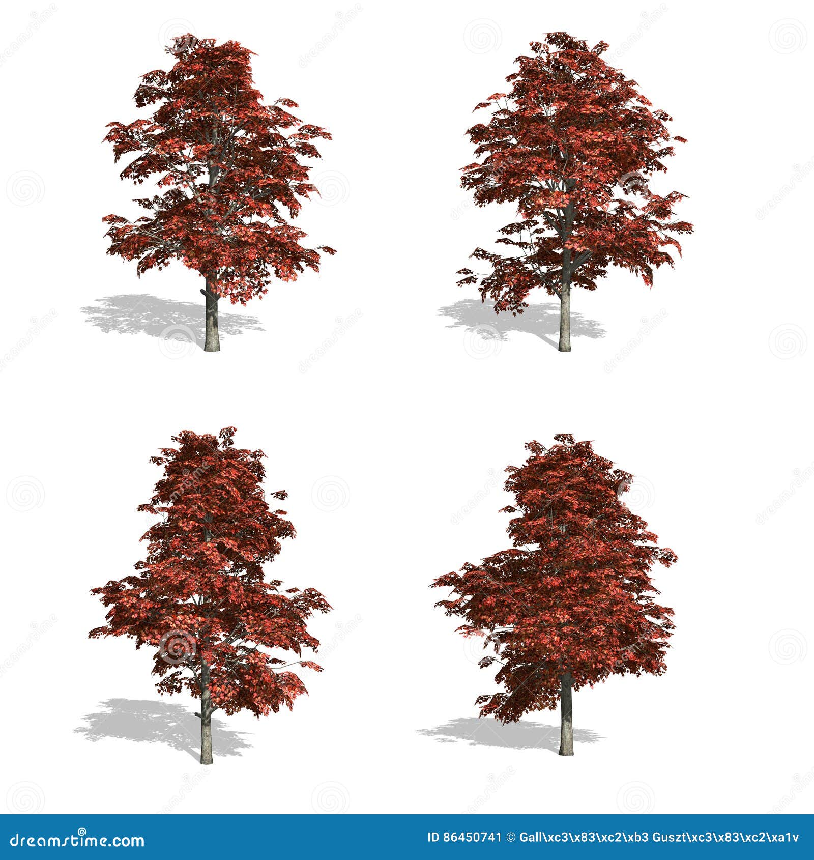 Redmaple_fall stock image. Image of isolation, greenery - 86450741