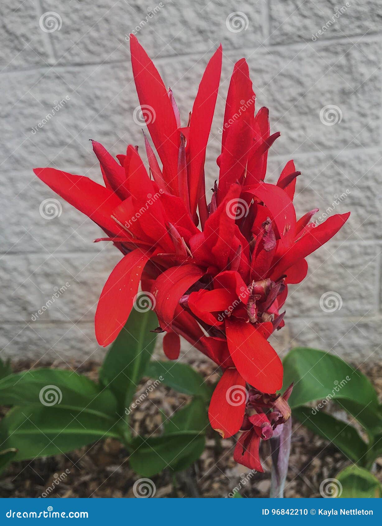 Red Indian Shot Bloomed in a Garden Stock Photo - Image of wildflower ...