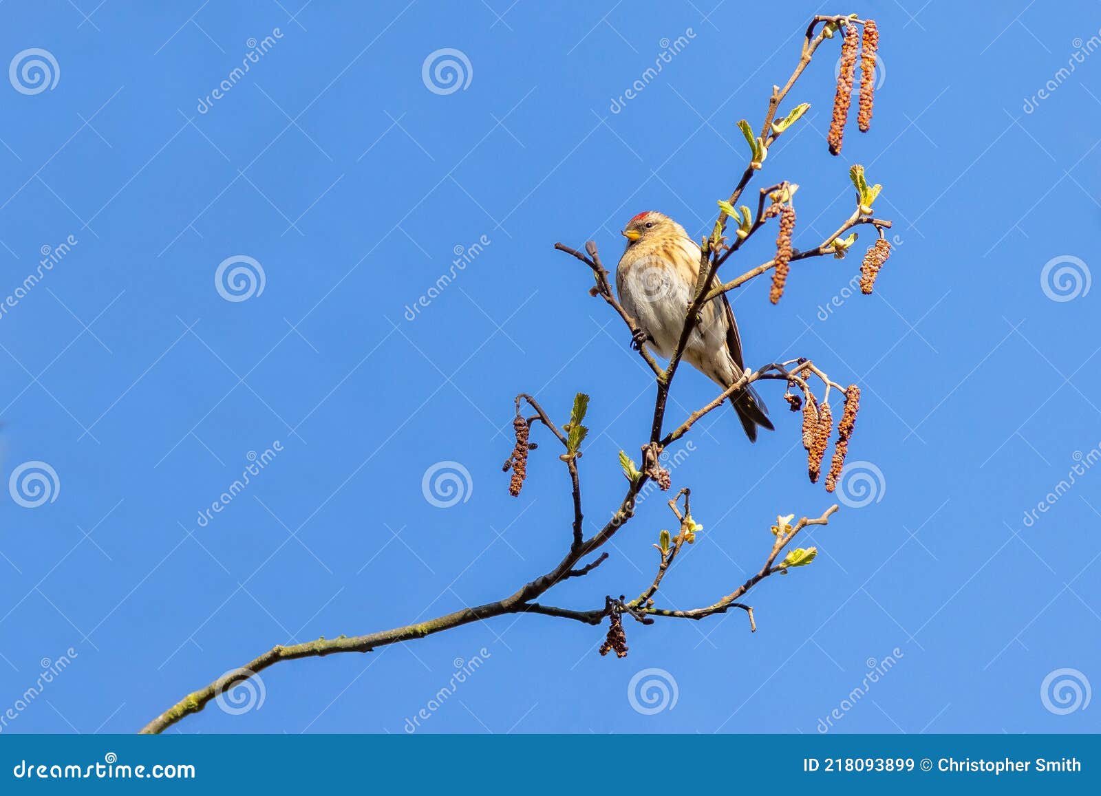 Redpoll Acanthis flammea stock image. Image of natural - 218093899