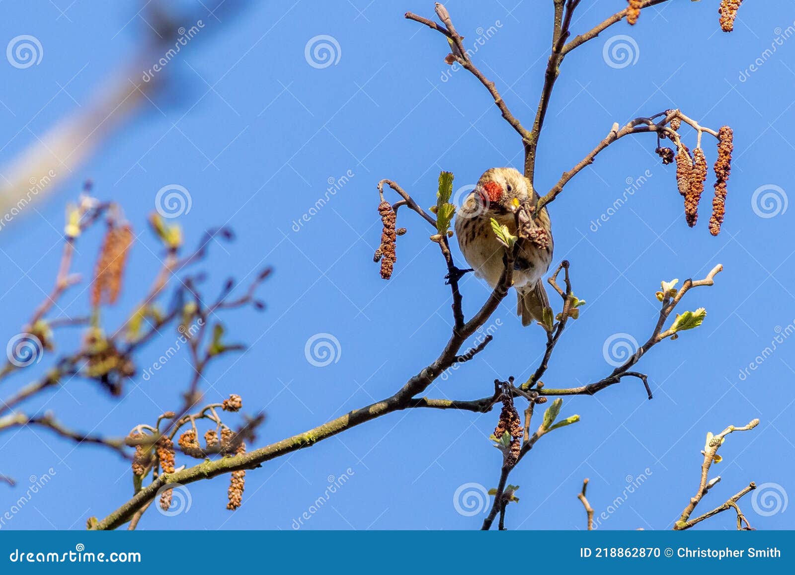 Redpoll Acanthis flammea stock photo. Image of avian - 218862870
