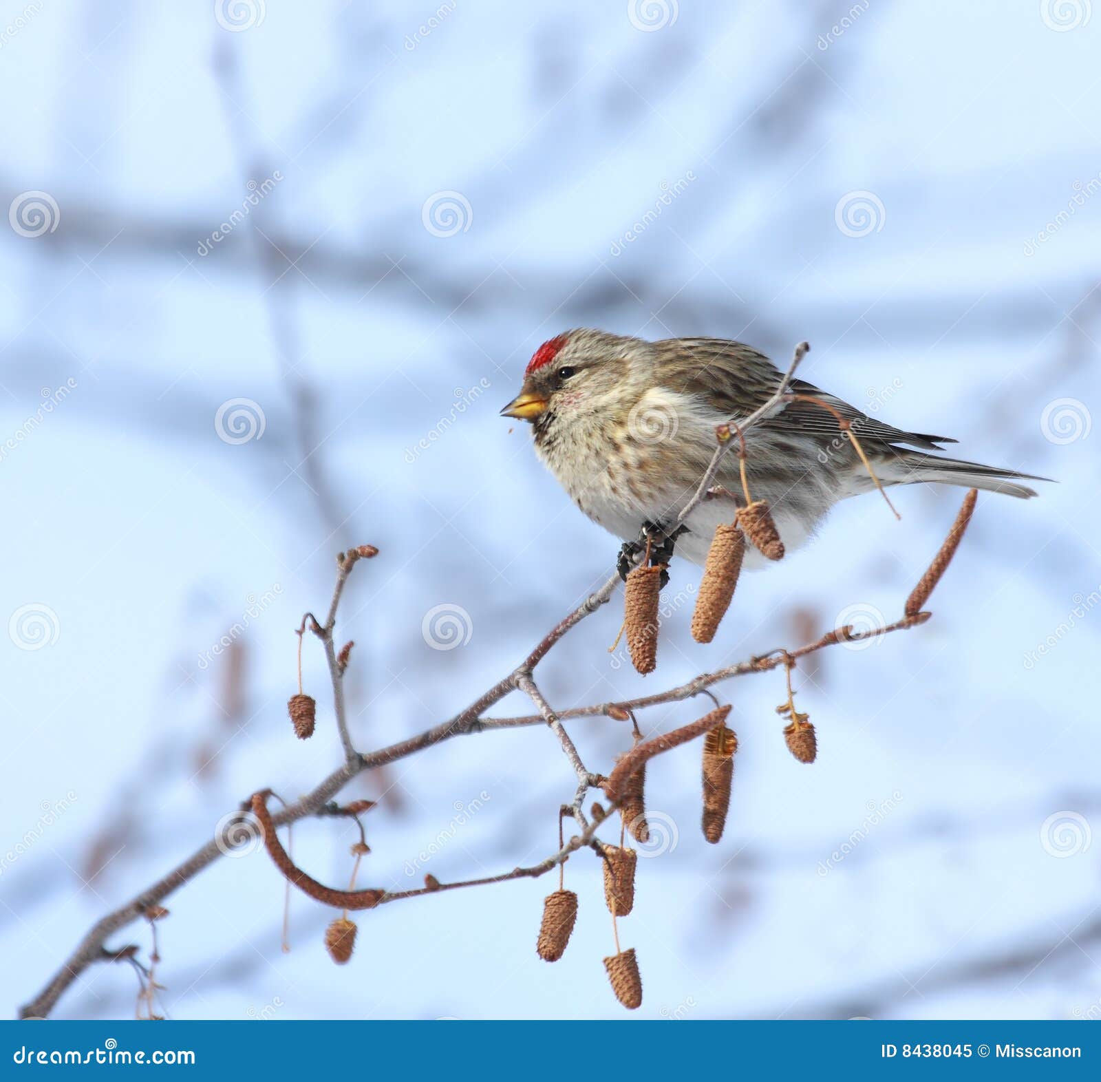 Redpoll bird stock image. Image of outdoors, branch, blue - 8438045