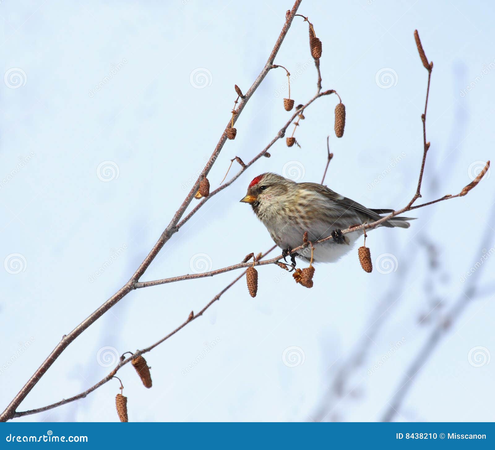 Redpoll bird stock photo. Image of outdoor, tree, avian - 8438210