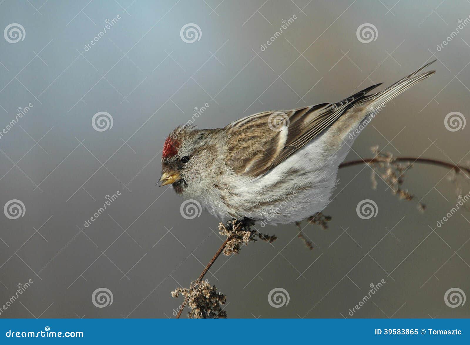 Redpoll bird stock image. Image of wings, bird, common - 39583865
