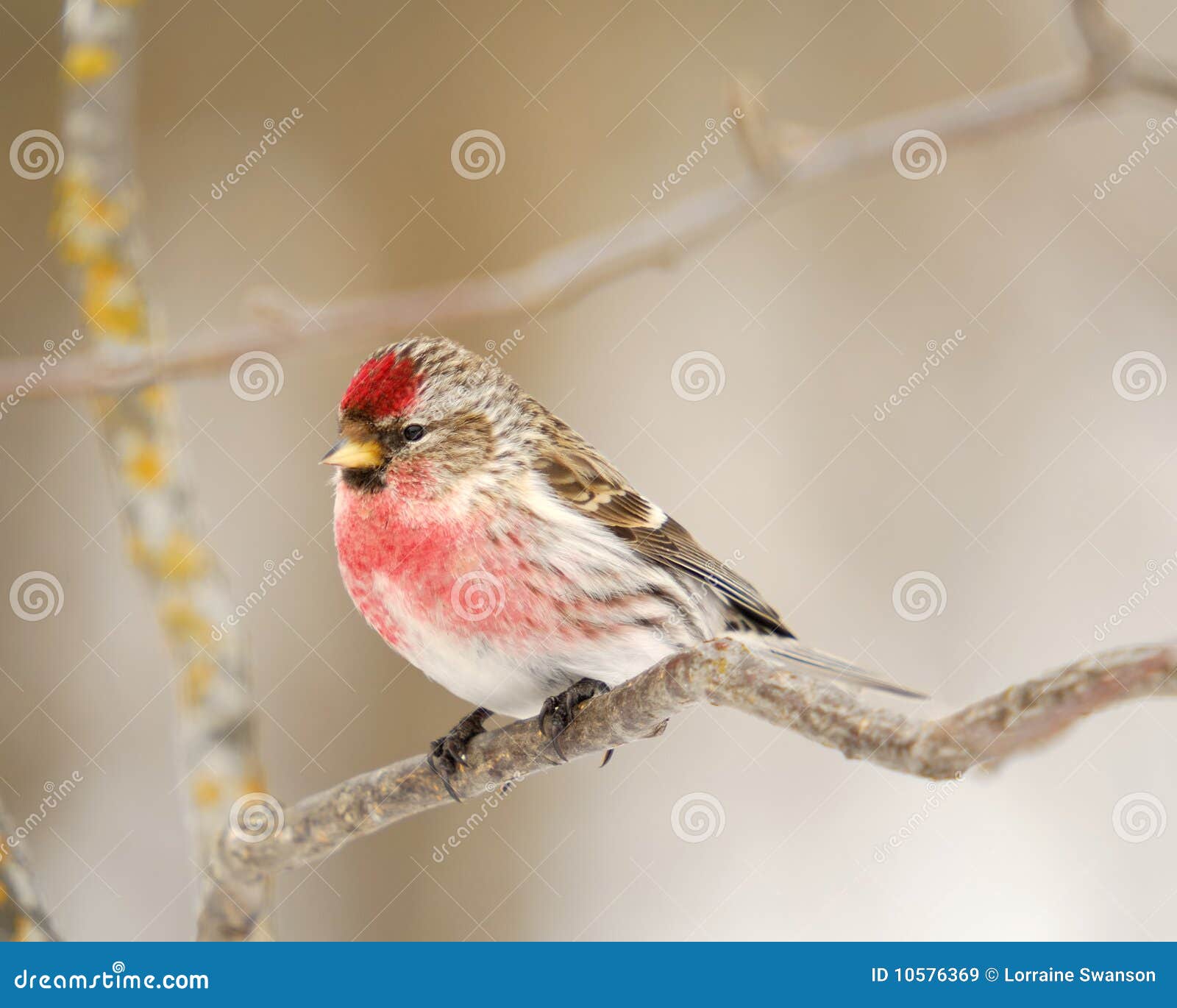 Redpoll Del Campo Común Del Varón Imagen de archivo - Imagen de rojo ...