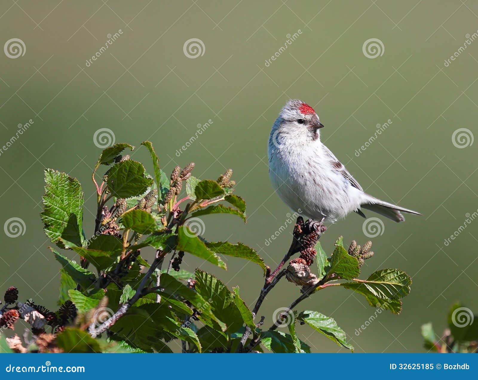 Redpoll male stock image. Image of arctic, passerine - 32625185
