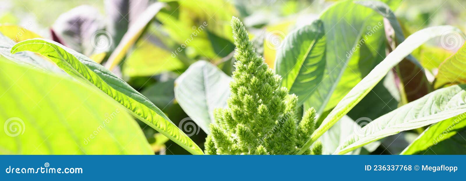 Redroot Pigweed Amaranthus Retroflexus Also Called Red-root Amaranth ...