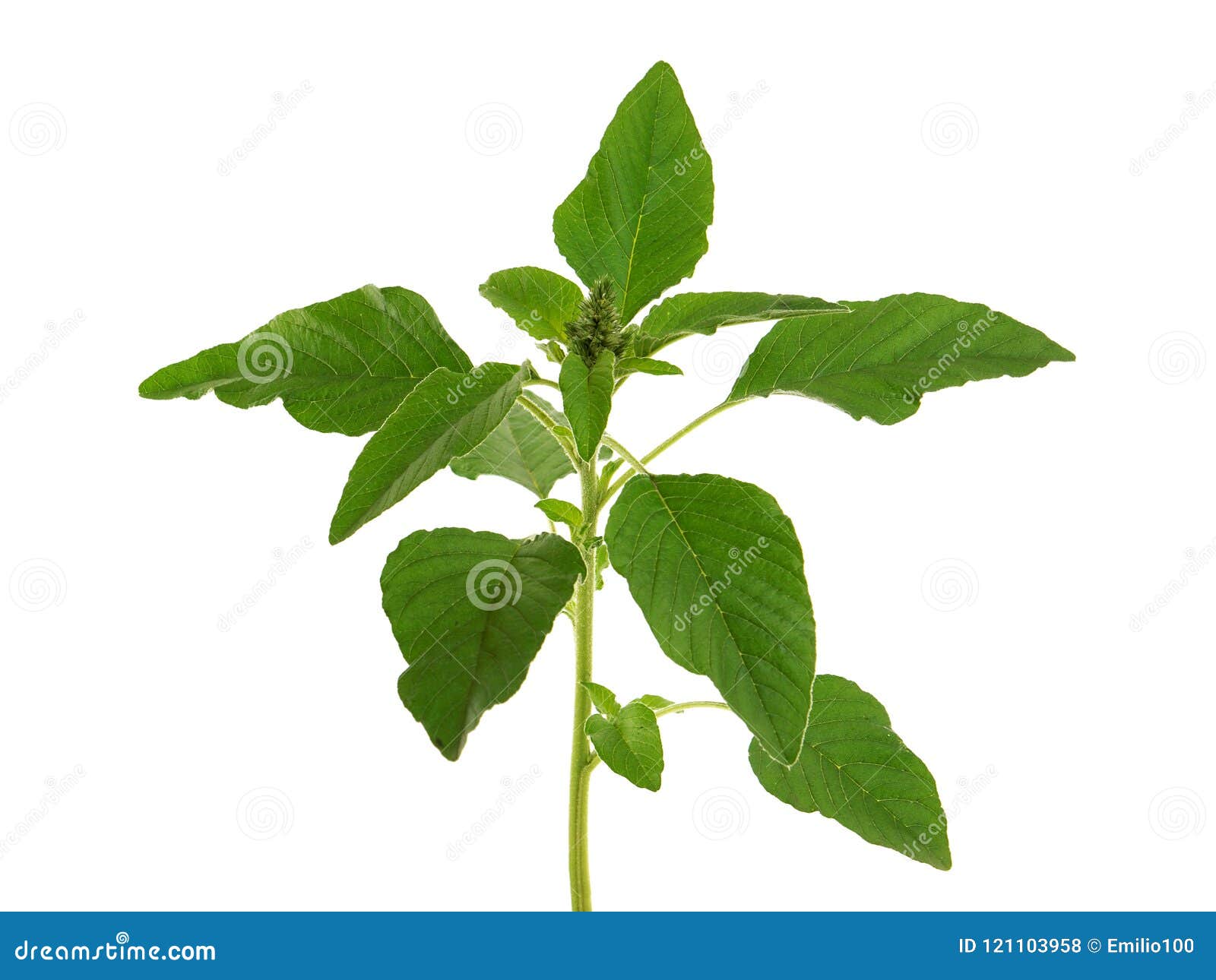 Redroot Pigweed, Amaranthus Retroflexus Stock Photo - Image of root ...
