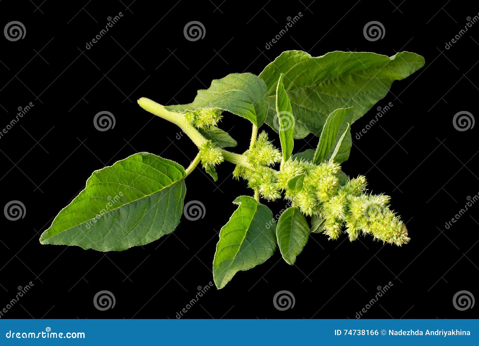 Redroot Pigweed (Amaranthus Retroflexus) on Black Background Stock ...