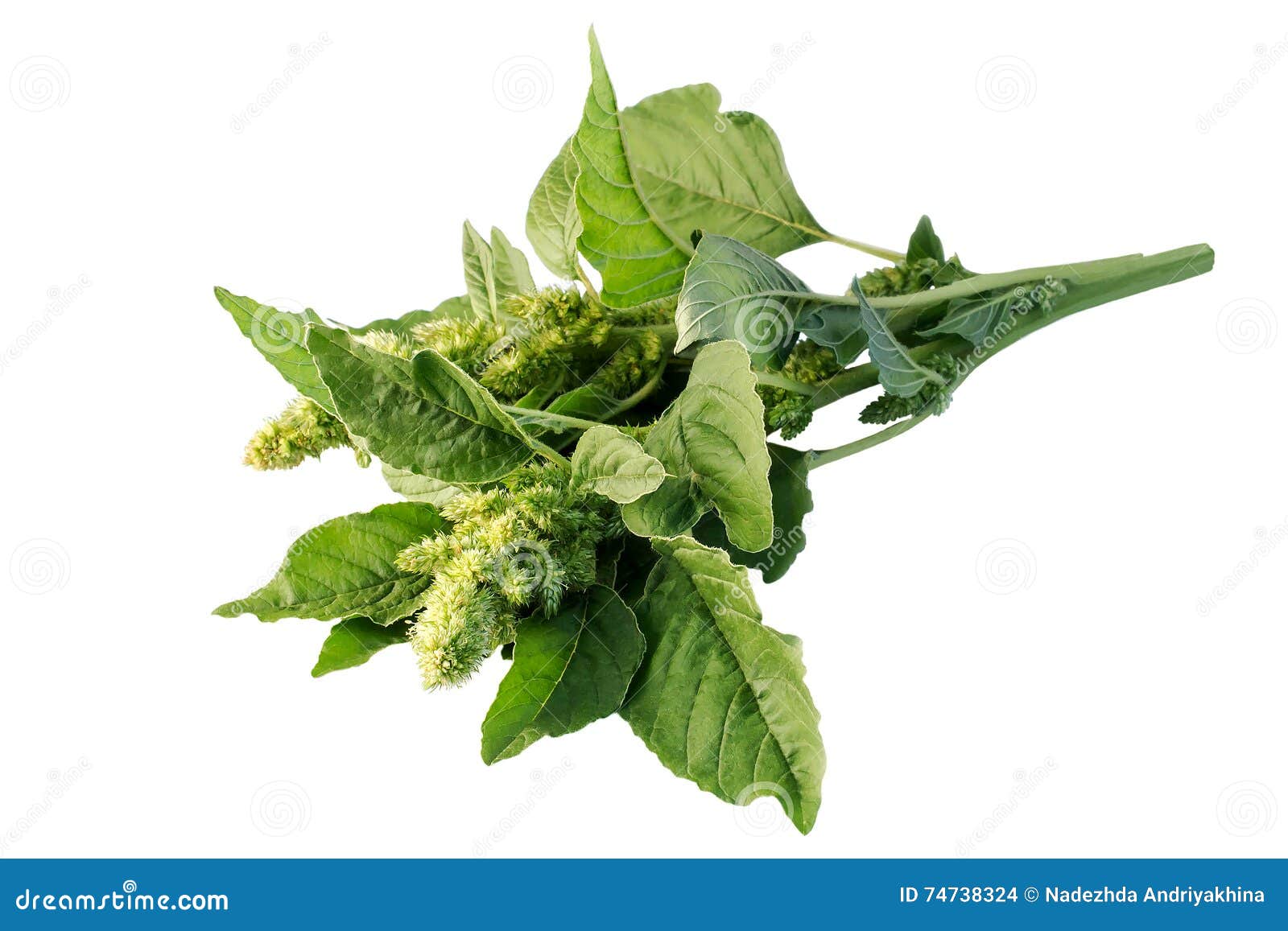 Redroot Pigweed (Amaranthus Retroflexus) on White Background Stock ...