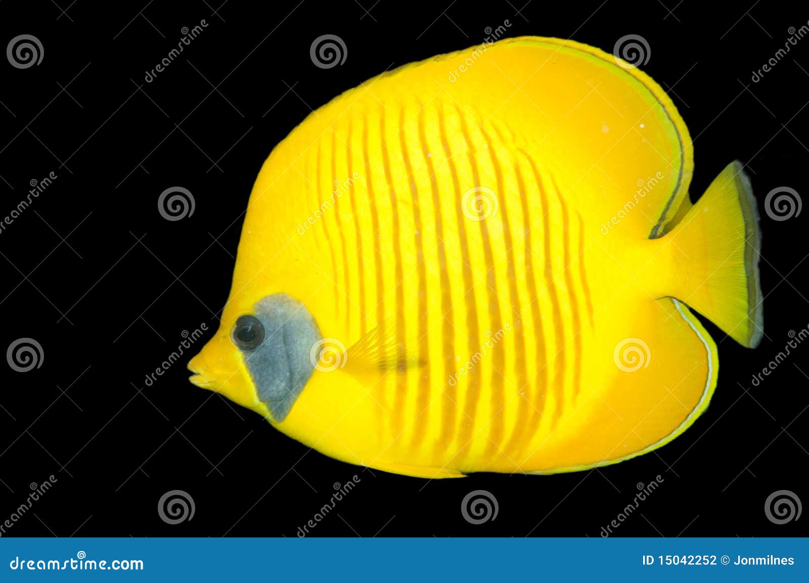 Redsea butterflyfish stock photo. Image of beauty, marine - 15042252