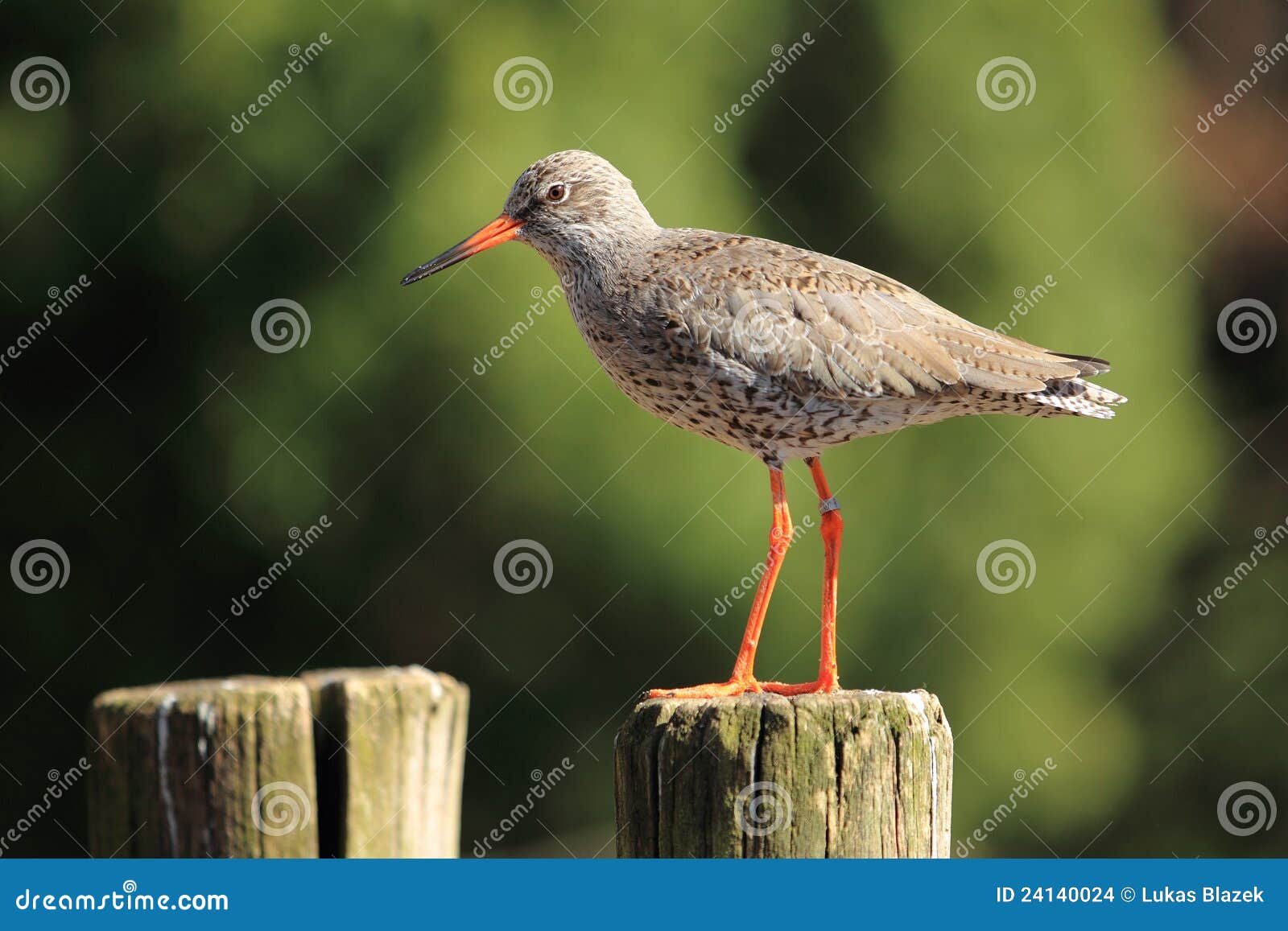 Redshank stock photo. Image of animal, wader, nature - 24140024