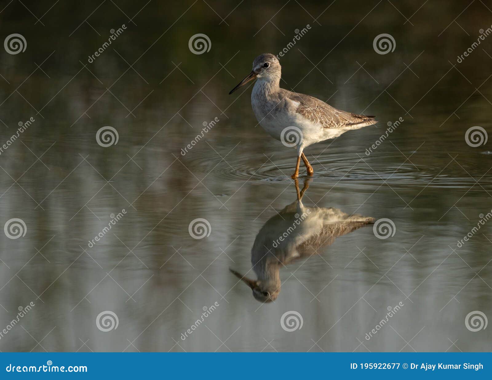 Redshank at Asker Marsh with Dramatic Reflection on Water, Bahrain ...