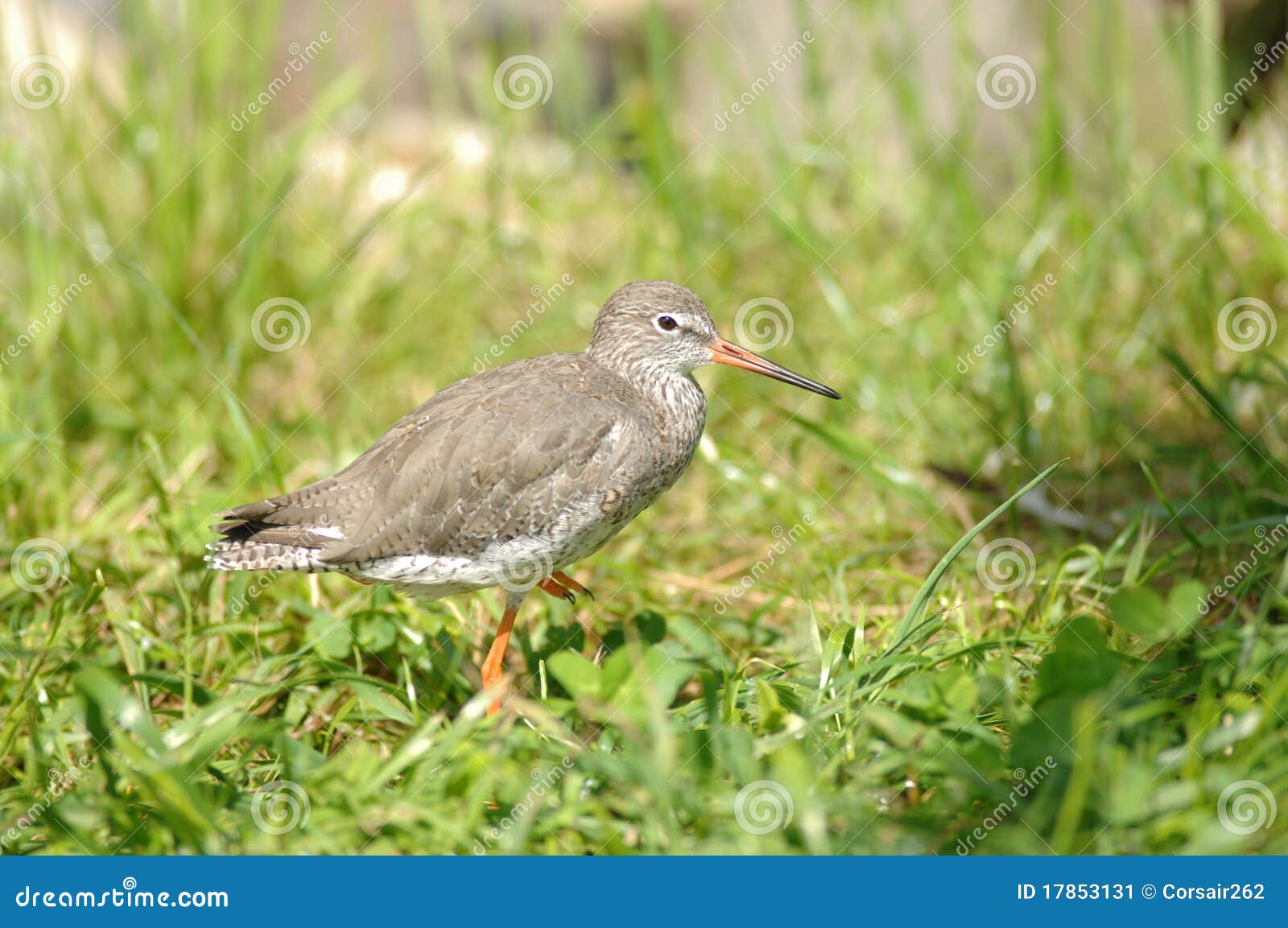 Redshank bird stock image. Image of tidelands, redshank - 17853131