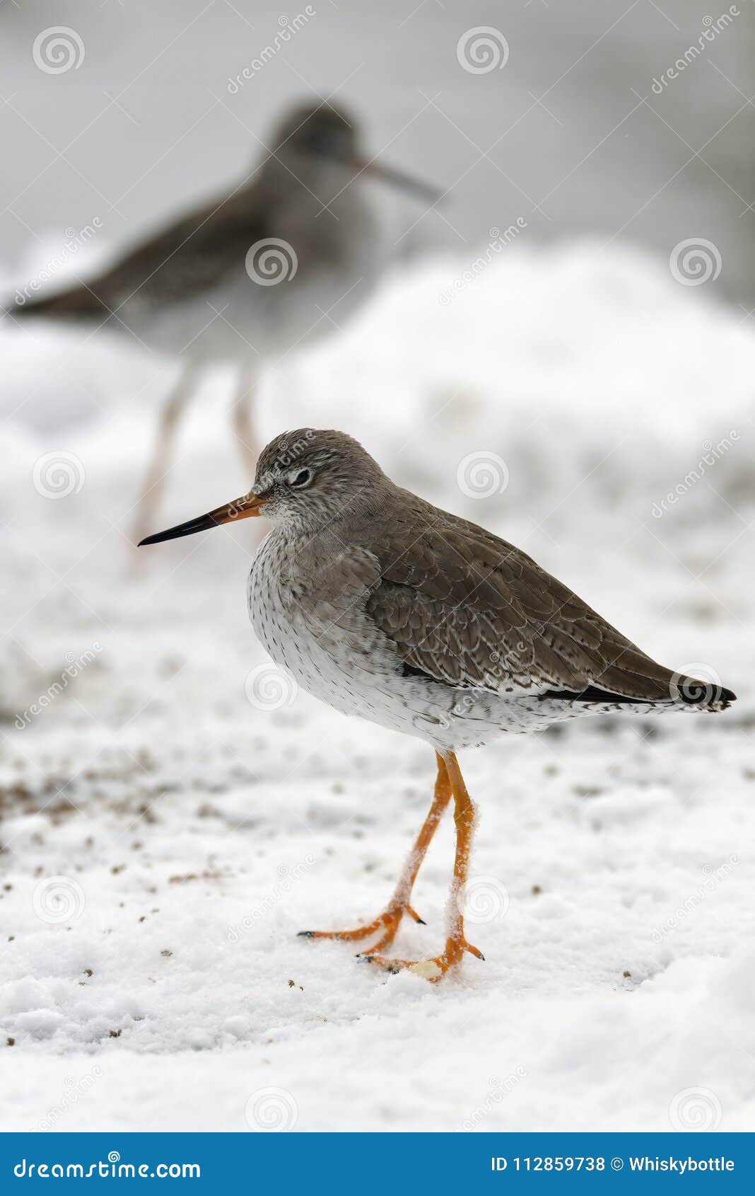 Redshank stock photo. Image of waterbird, winter, wildlife - 112859738