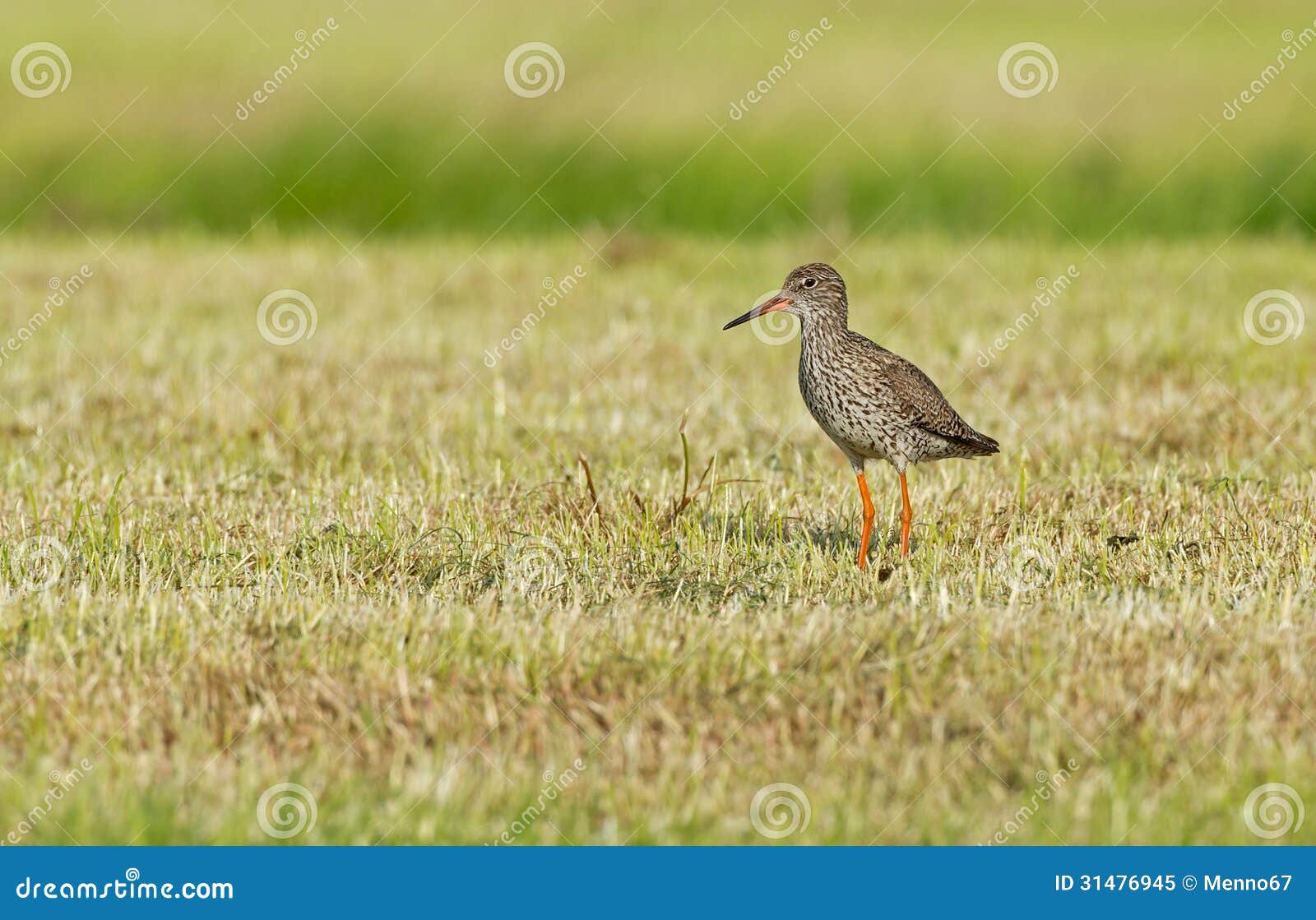 Redshank stock image. Image of long, spotted, european - 31476945
