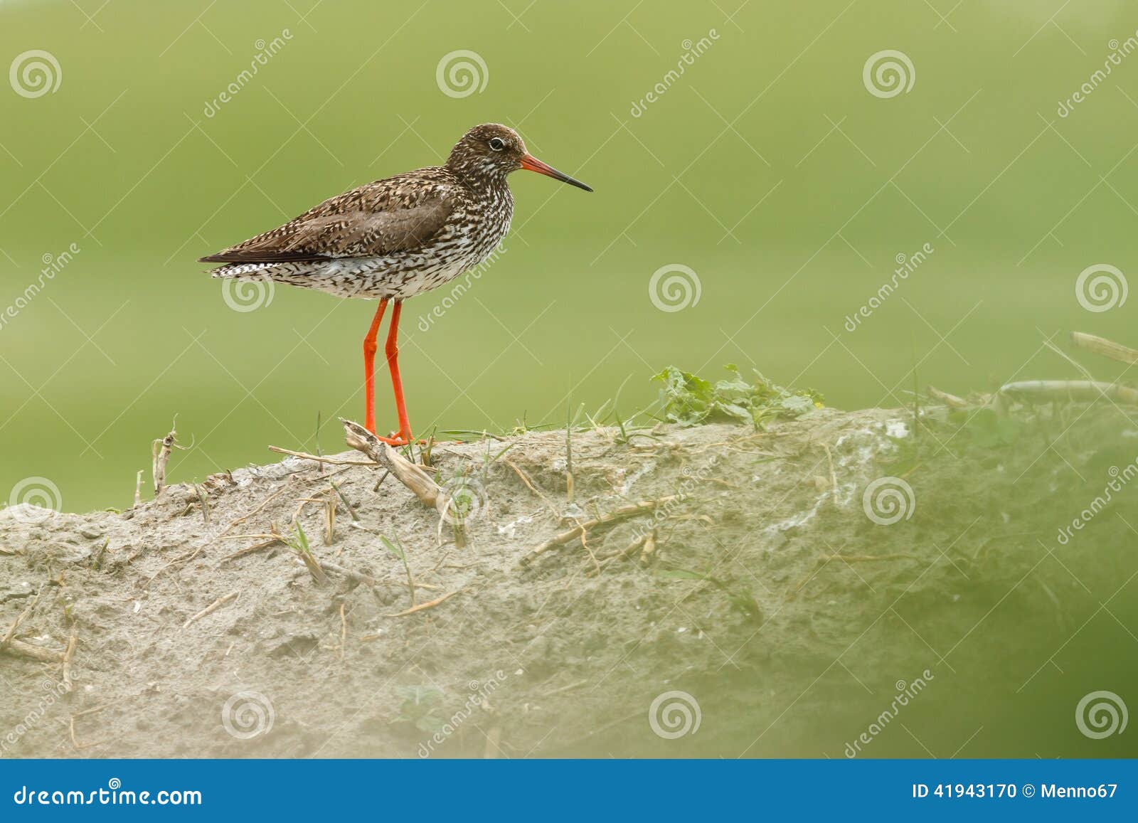 Redshank stock photo. Image of european, eating, icelandic - 41943170
