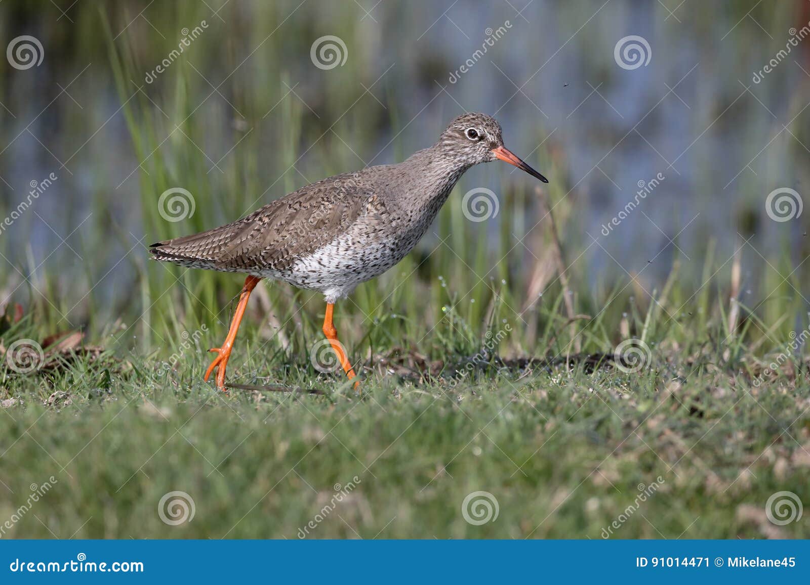 Redshank, Tringa totanus stock image. Image of totanus - 91014471