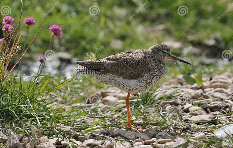 Redshank Wader bird stock photo. Image of armeria, coastal - 24310616
