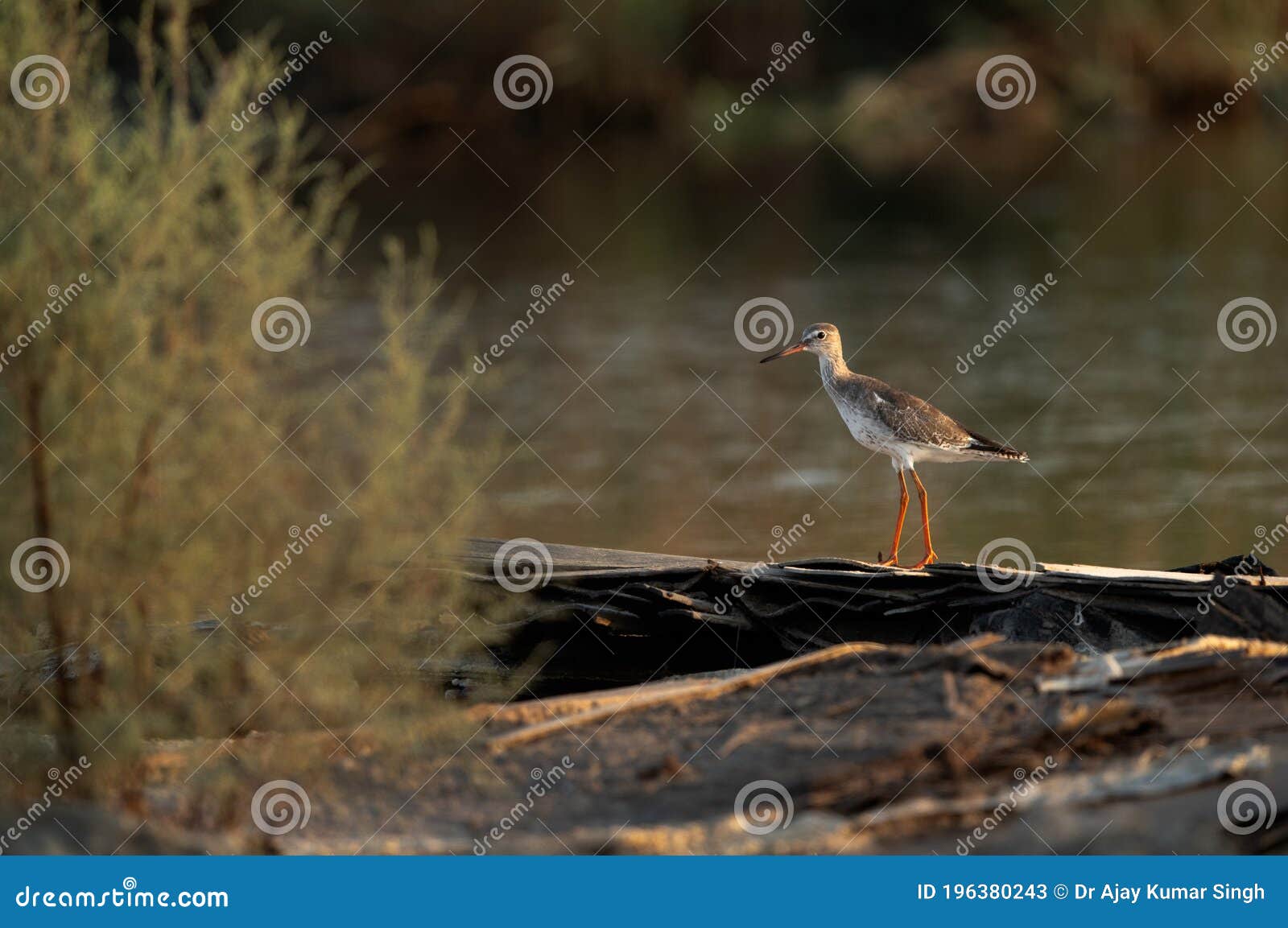 Redshanks and the Garbage Dump at Asker Marsh, Bahra Stock Image ...