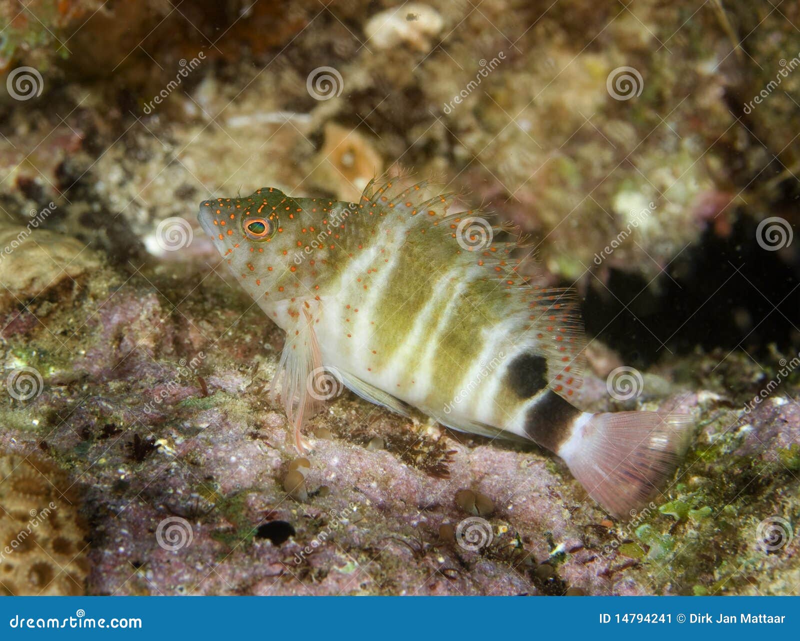 Redspotted hawkfish stock image. Image of coral, colorful - 14794241