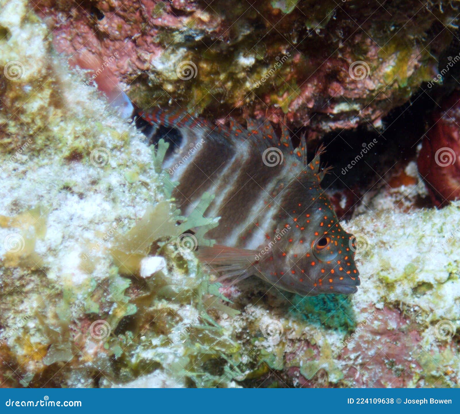 Redspotted Hawkfish stock photo. Image of hawkfish, organism - 224109638