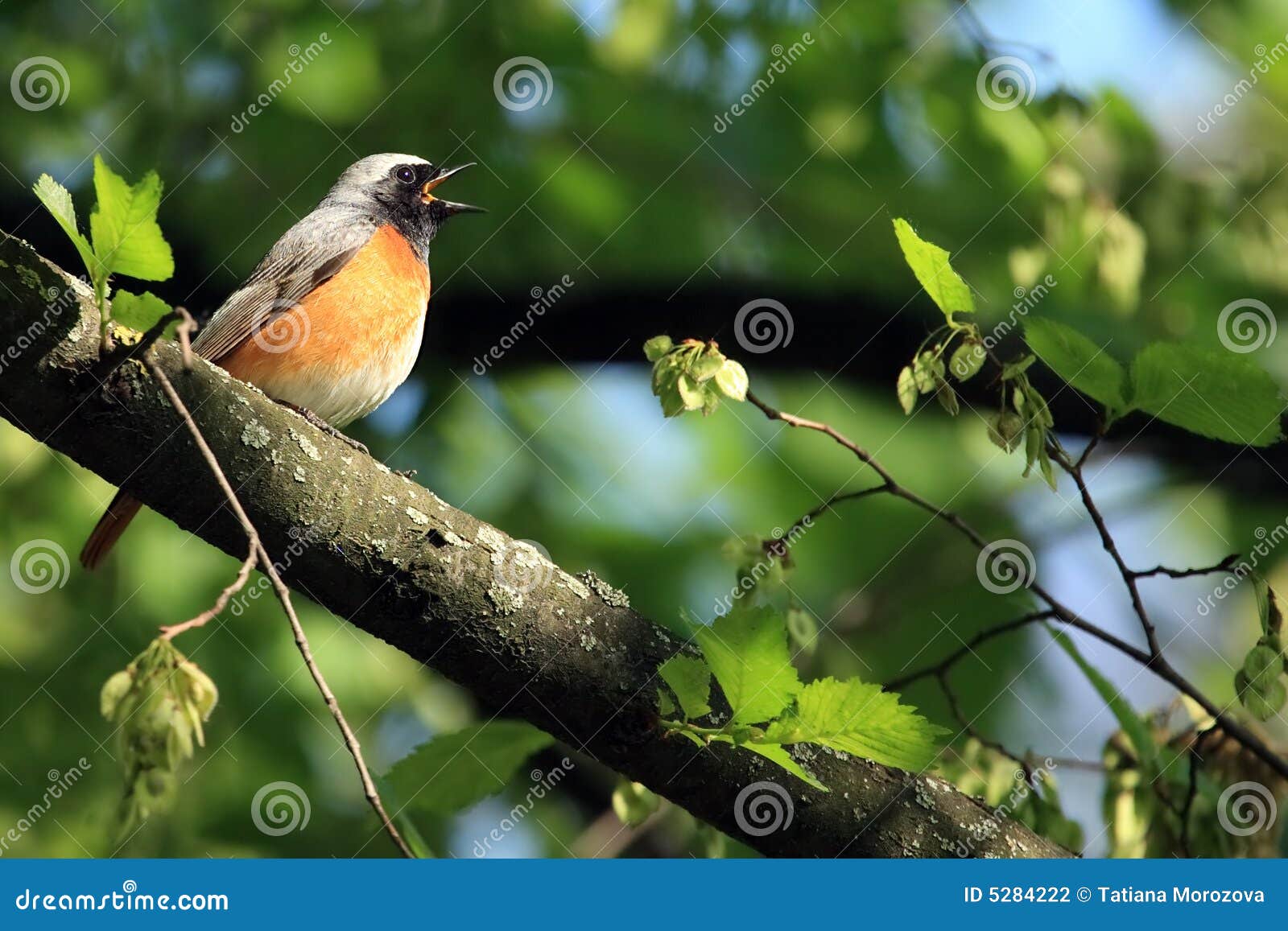 Redstart bird stock photo. Image of flight, beak, bright - 5284222