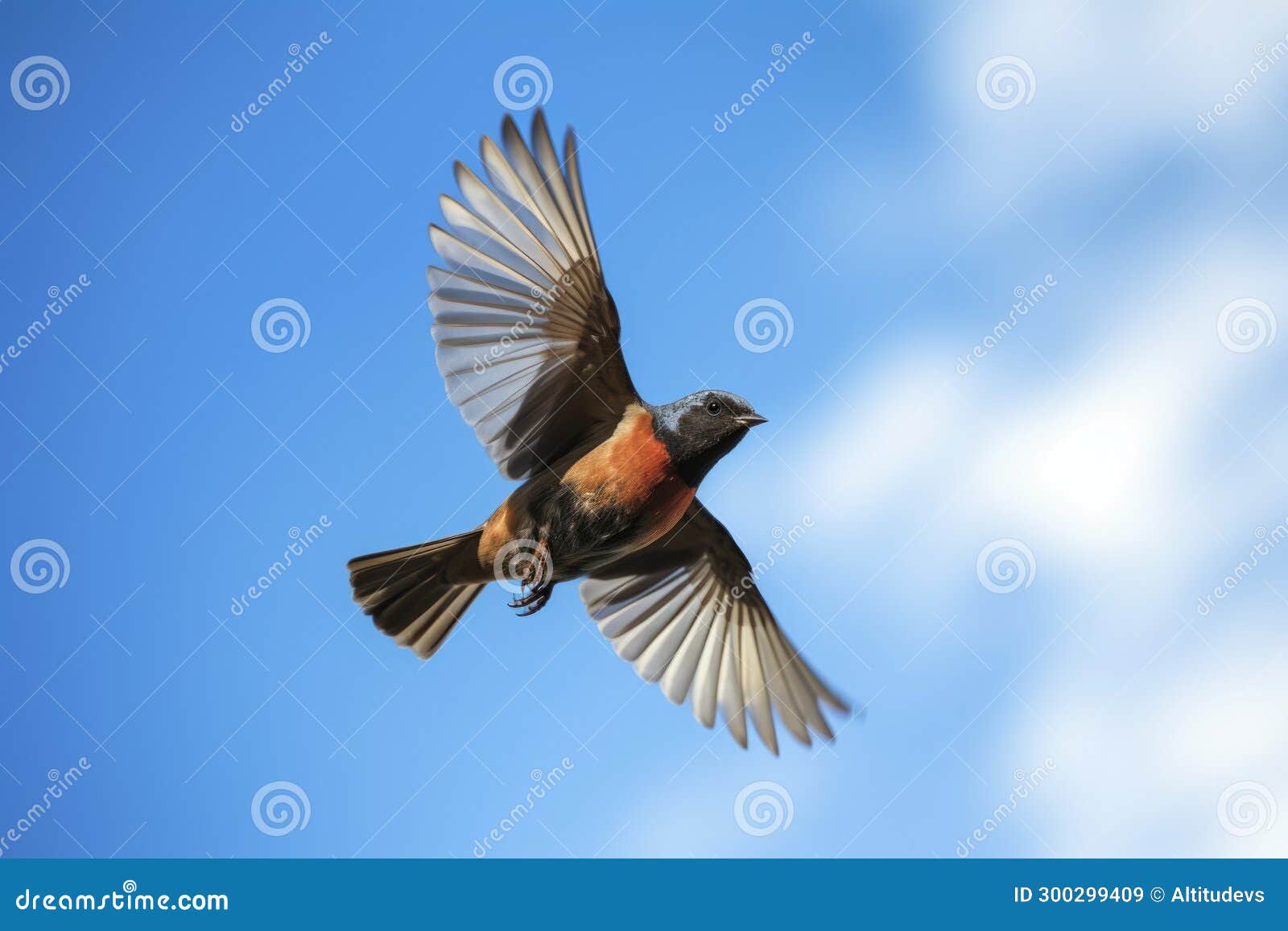 Redstart Bird Flapping Wings Against a Blue Sky Background Stock Image ...