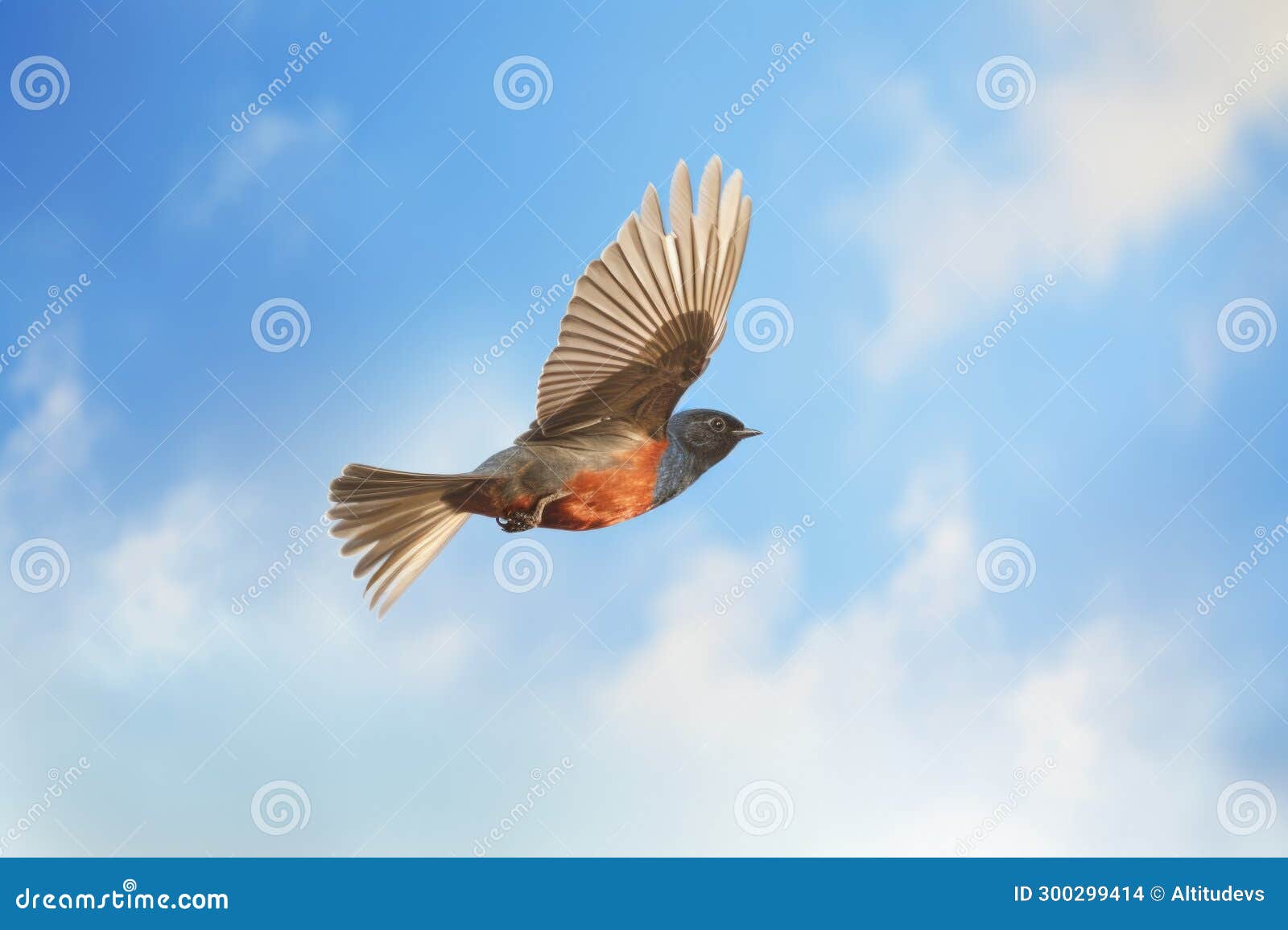 Redstart Bird Flapping Wings Against a Blue Sky Background Stock Photo ...