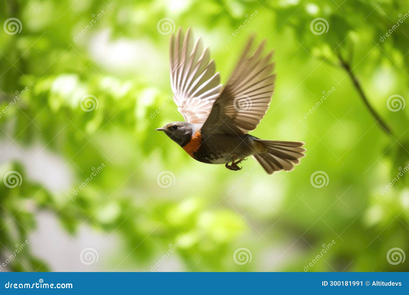 Redstart Bird in Mid-flight with Blurred Green Foliage in the ...