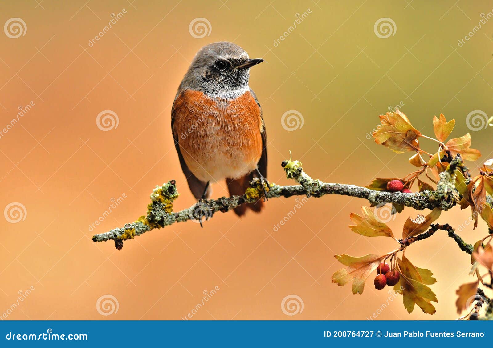 Redstart bird stock image. Image of female, griffon - 200764727