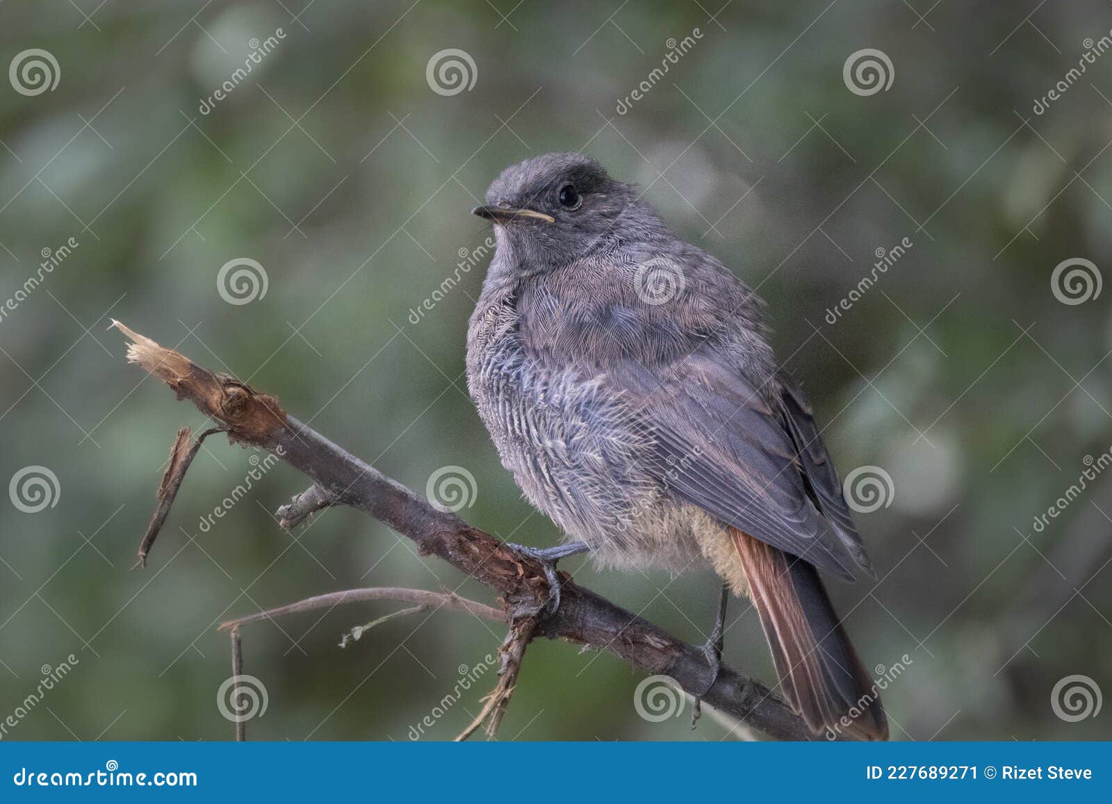 Redstart bird on a tree stock image. Image of robin - 227689271