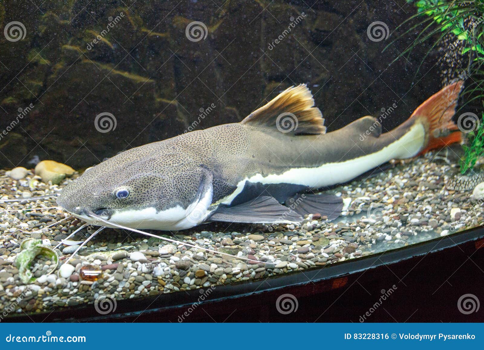 Redtail Catfish Phractocephalus Hemioliopterus Stock Photo - Image of ...