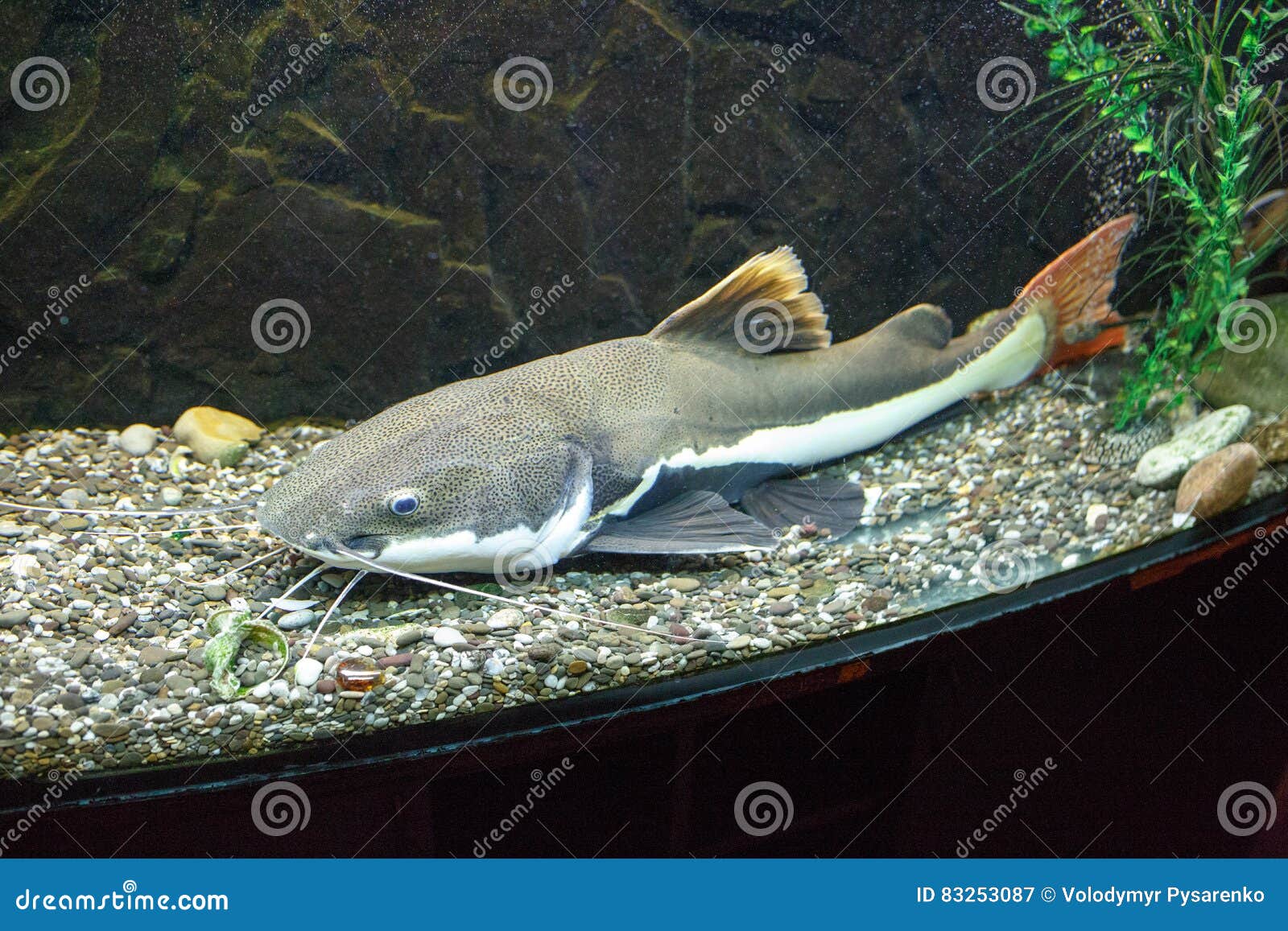 Redtail Catfish Phractocephalus Hemioliopterus Stock Image - Image of ...