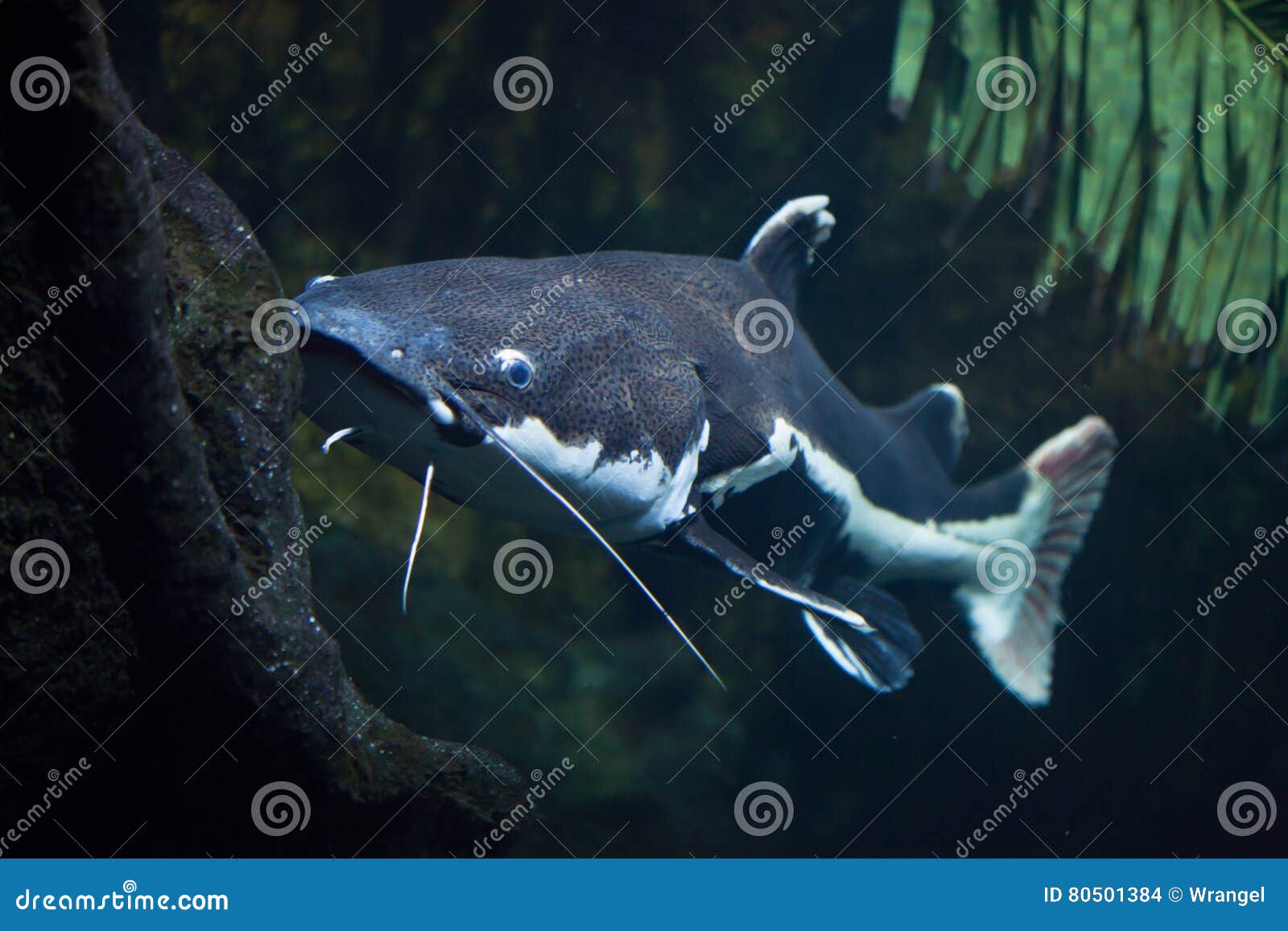 Redtail Catfish Phractocephalus Hemioliopterus. Stock Photo - Image of ...