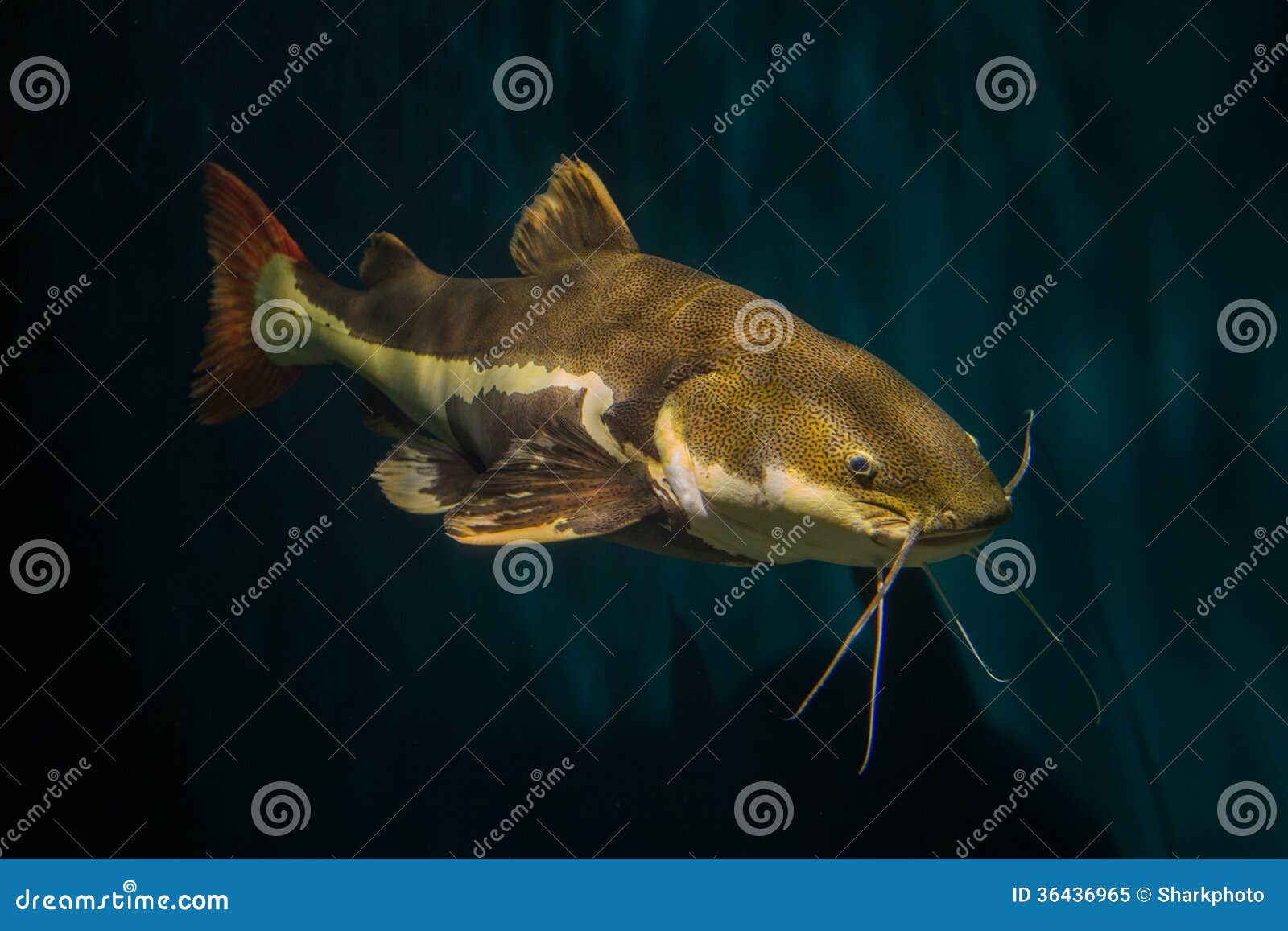 The Redtail Catfish, Phractocephalus Hemioliopterus, Is A Pimelodid ...