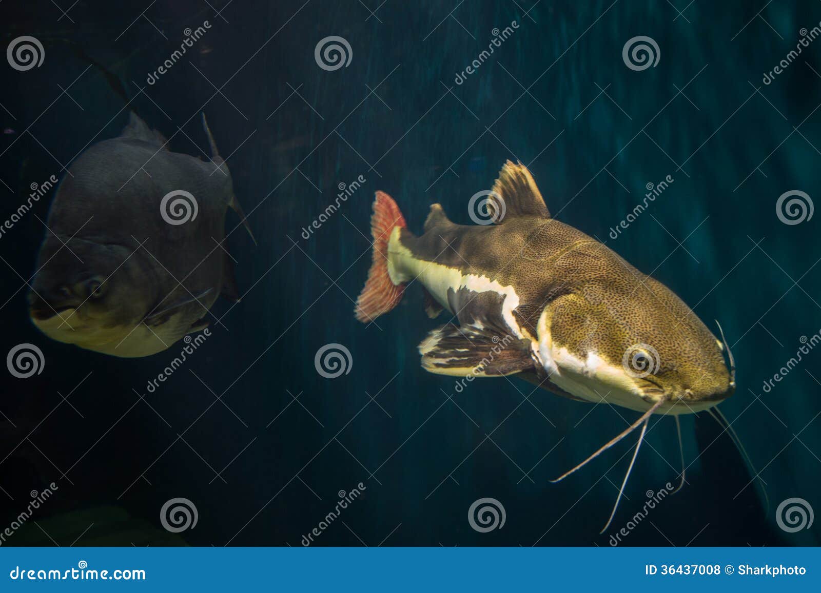 The Redtail Catfish, Phractocephalus Hemioliopterus, Is A Pimelodid ...