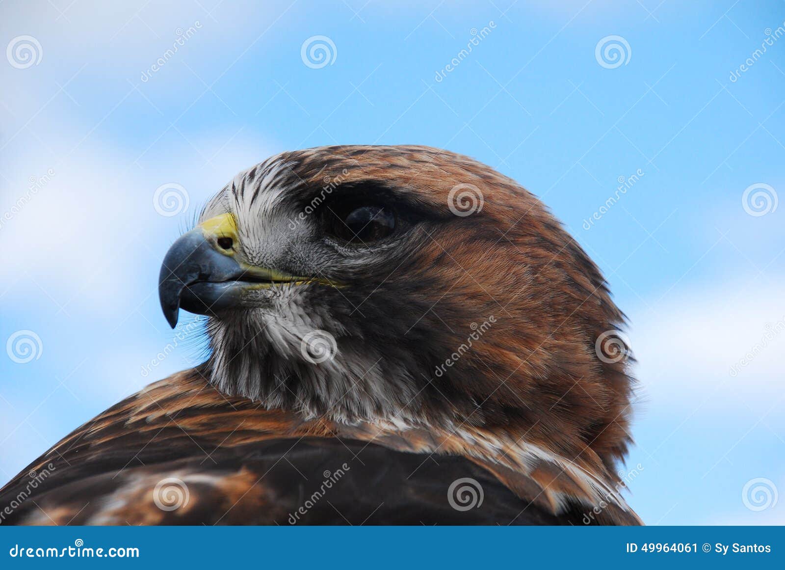 Redtail Hawk Headshot Looking Left Stock Image - Image of looks ...