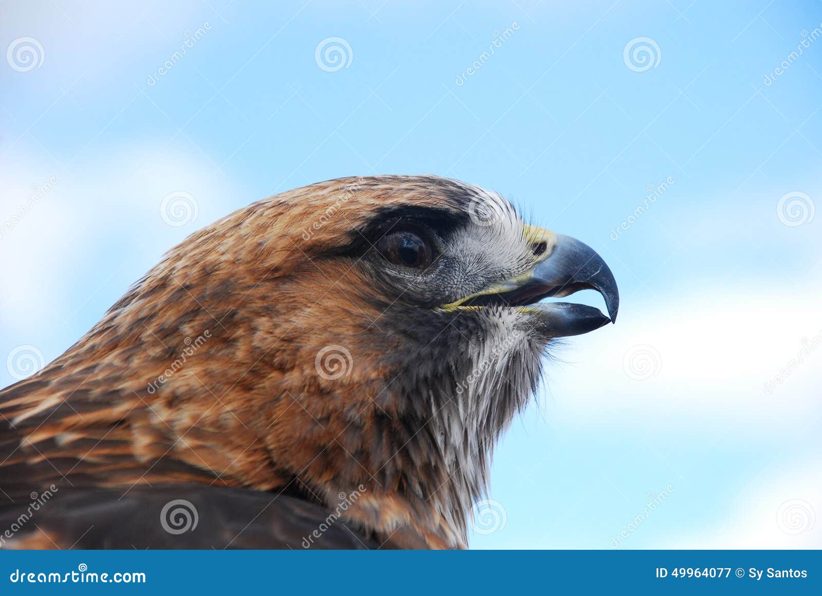 Redtail Hawk Headshot Looking Right Stock Image - Image of beak, wild ...