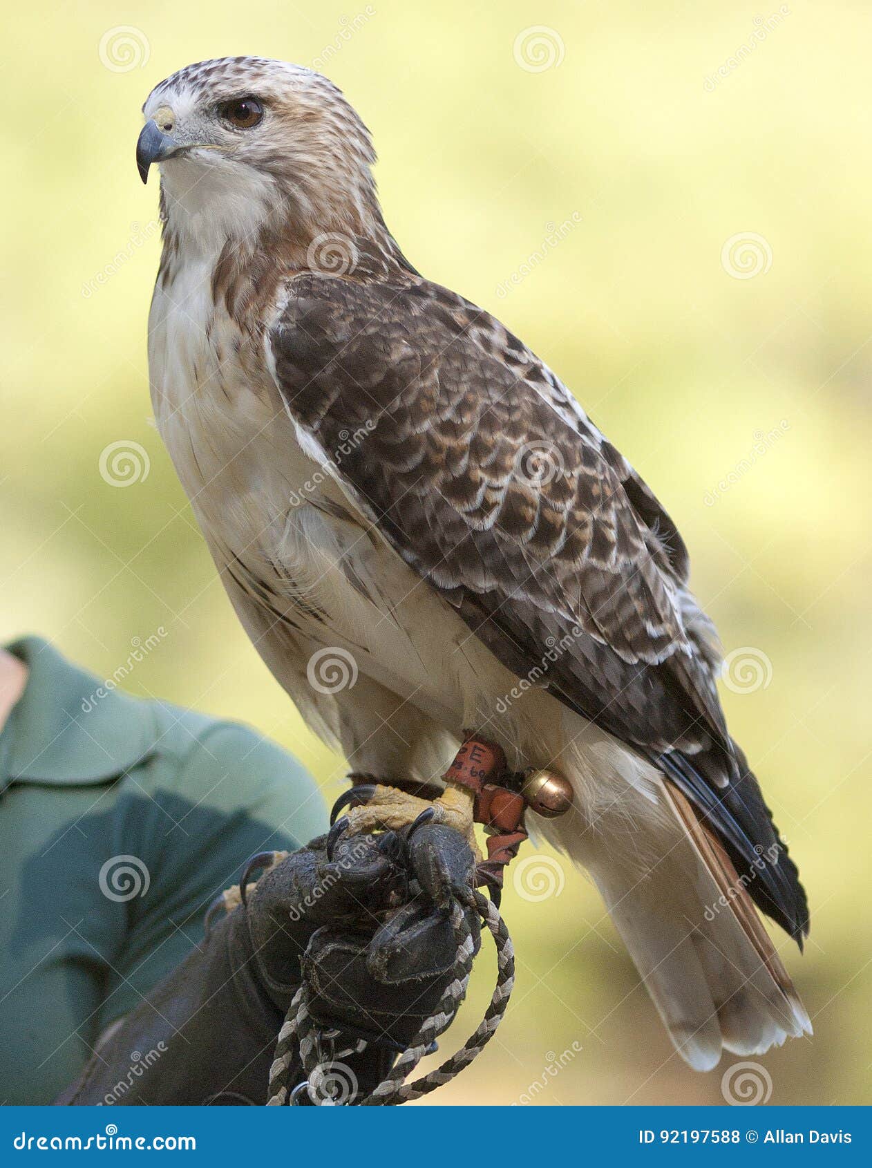 Redtail Hawk stock photo. Image of gauntlet, falcom, feather - 92197588