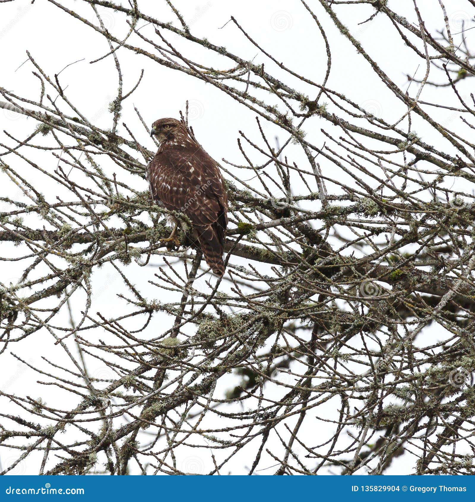 Redtail Hawk Perched in a Tree Stock Photo - Image of wings, feathers ...
