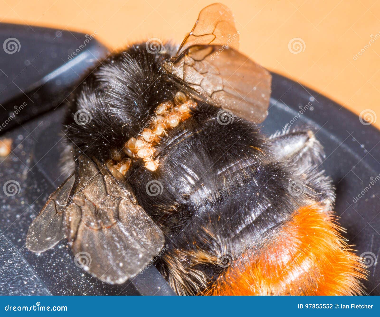 Redtailed bumble bee stock photo. Image of sting, tailed - 97855552