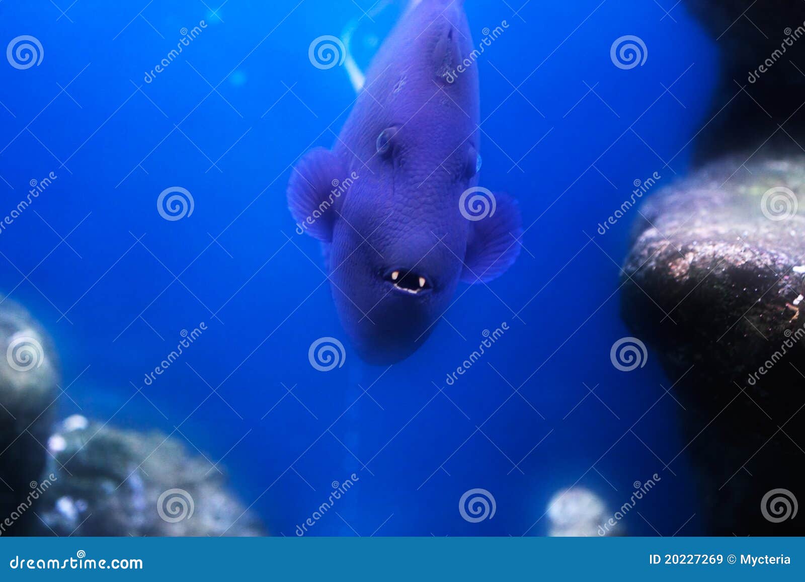 Redtooth triggerfish stock image. Image of australia - 20227269